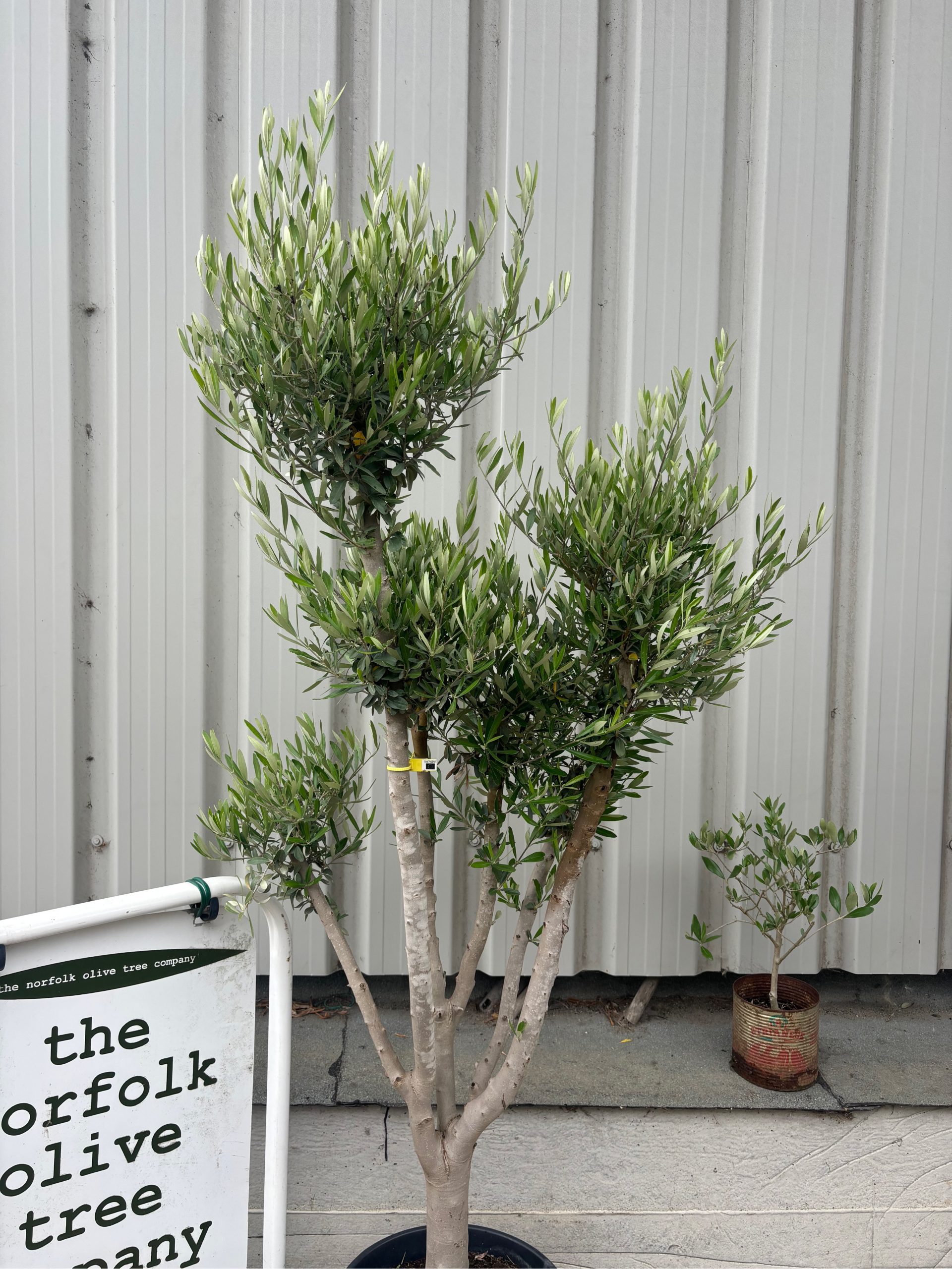 Charming Olive tree. Delivery included. - The Norfolk Olive Tree Company