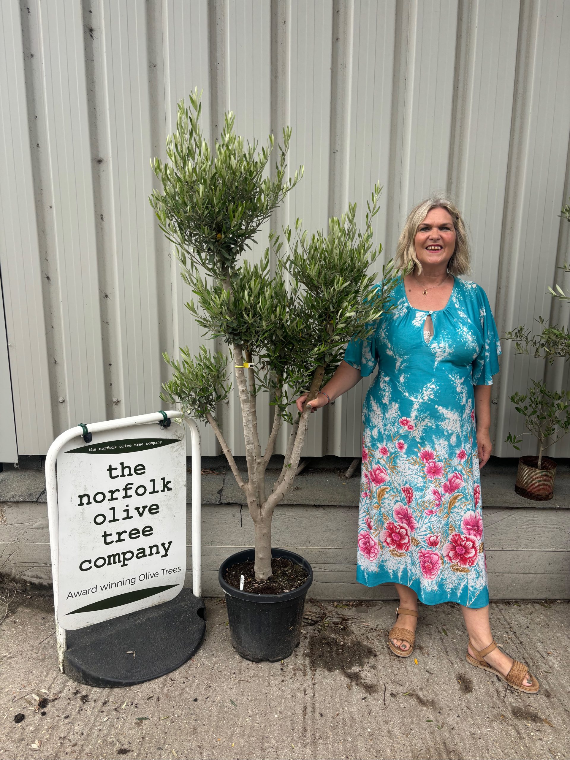 Charming Olive tree. Delivery included. - The Norfolk Olive Tree Company