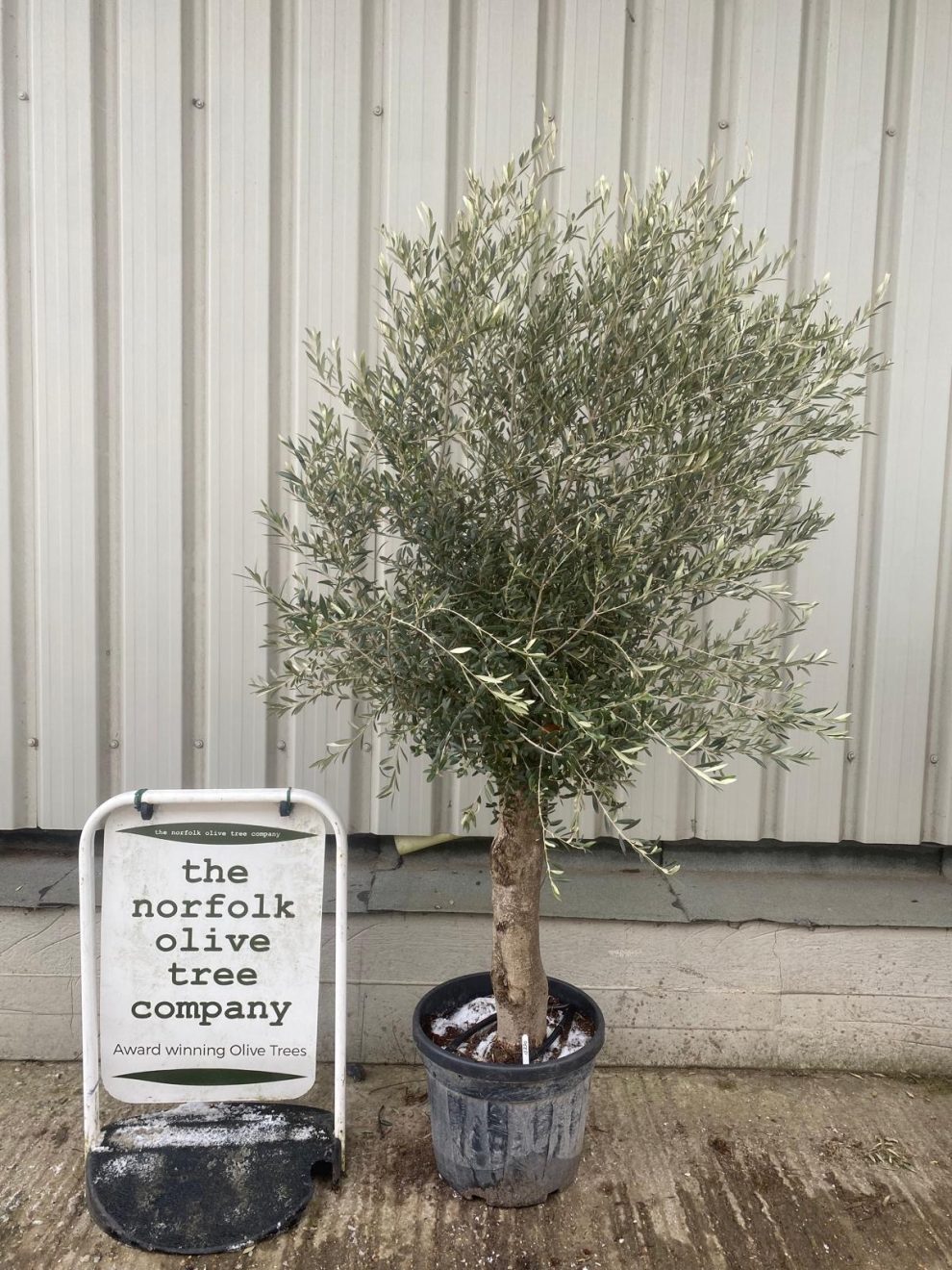 Arbequina Olive tree-delivery included. - The Norfolk Olive Tree Company