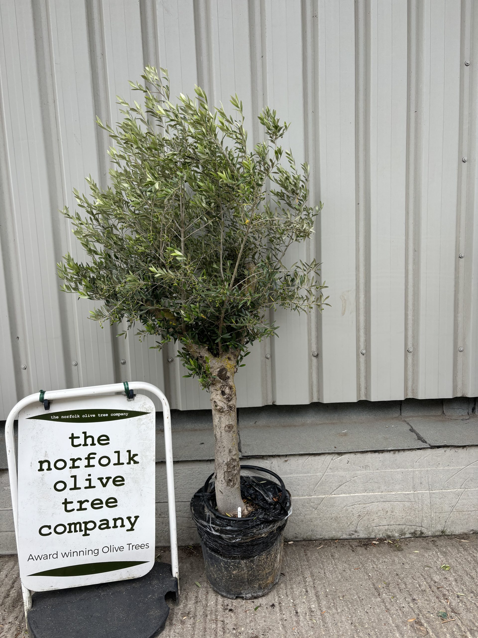 Mature Olive tree for sale. Delivery included. - The Norfolk Olive Tree ...