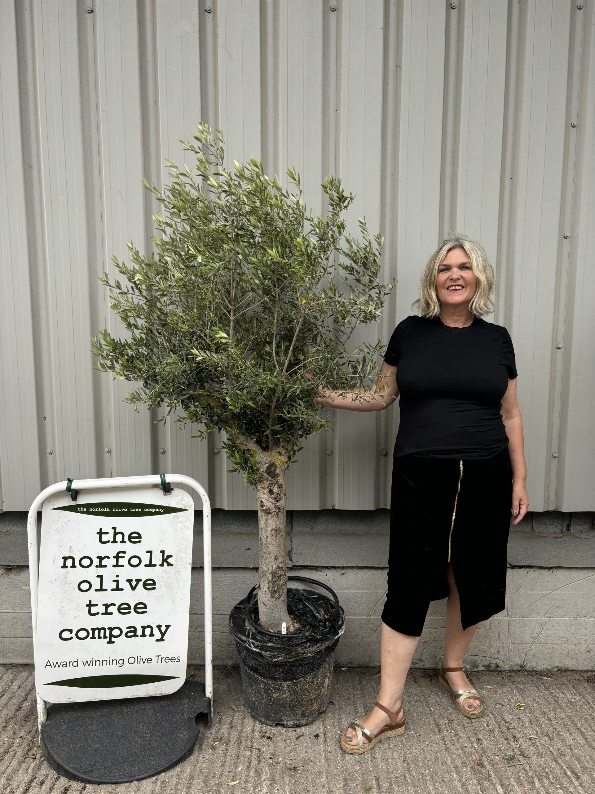 Mature Olive tree for sale. Delivery included. - The Norfolk Olive Tree ...
