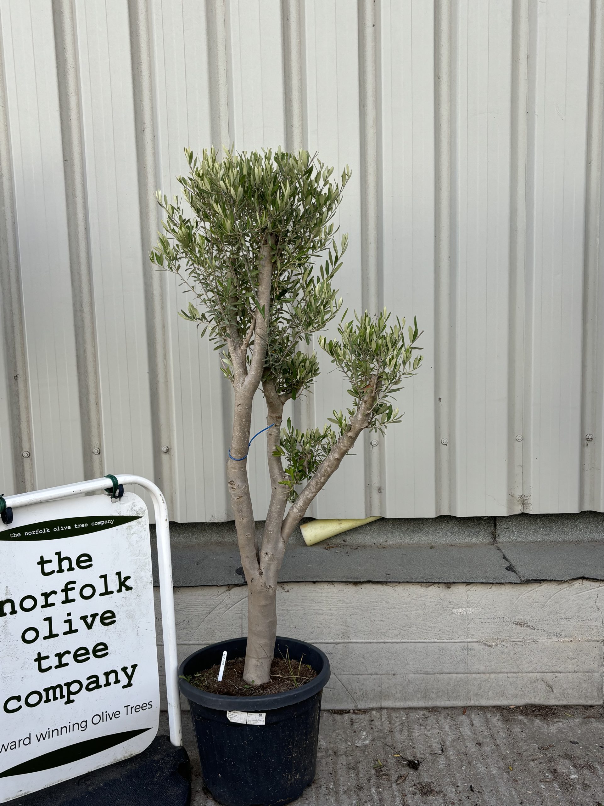 Chelsea Olive tree- free delivery - The Norfolk Olive Tree Company