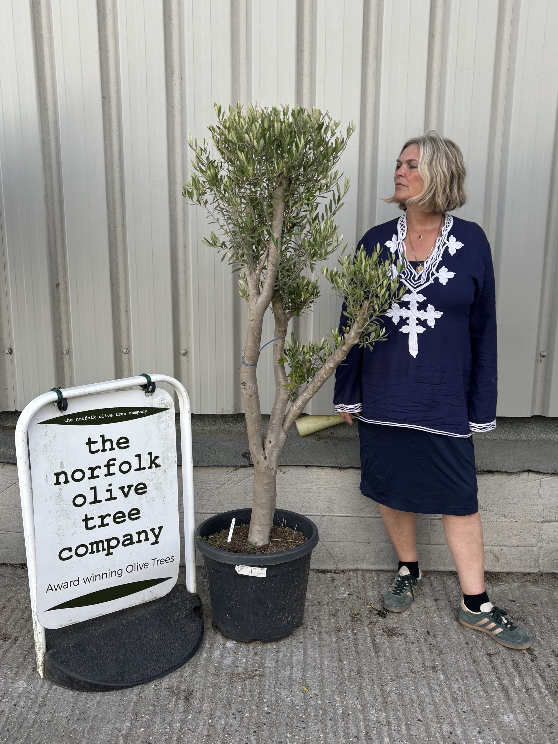 Chelsea Olive tree- free delivery - The Norfolk Olive Tree Company