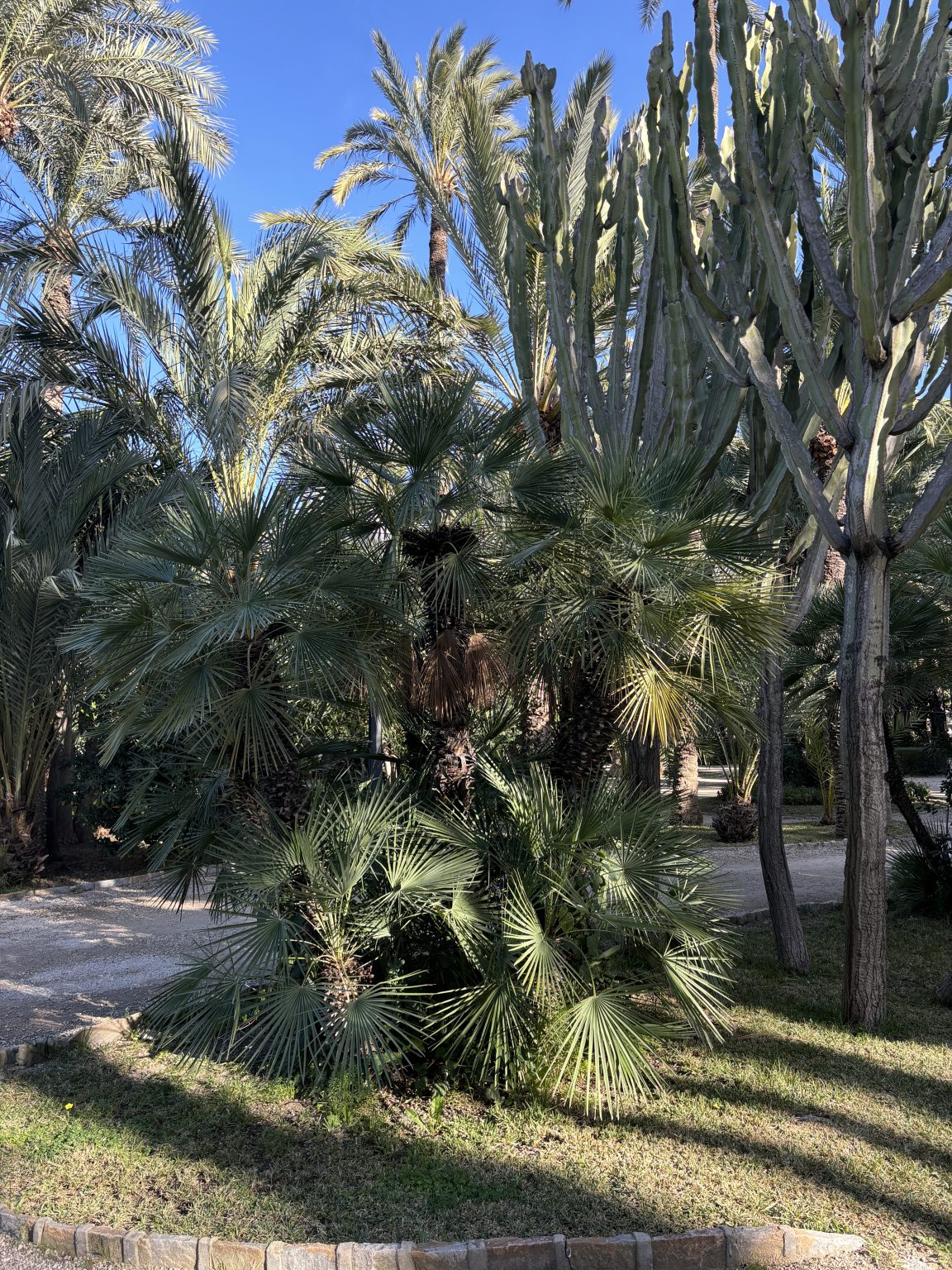 Palm Trees for sale in the UK: Everything You Need to Know - The ...