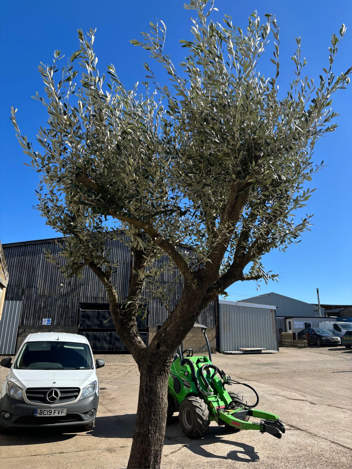 Olive Tree- ten foot once planted. - The Norfolk Olive Tree Company