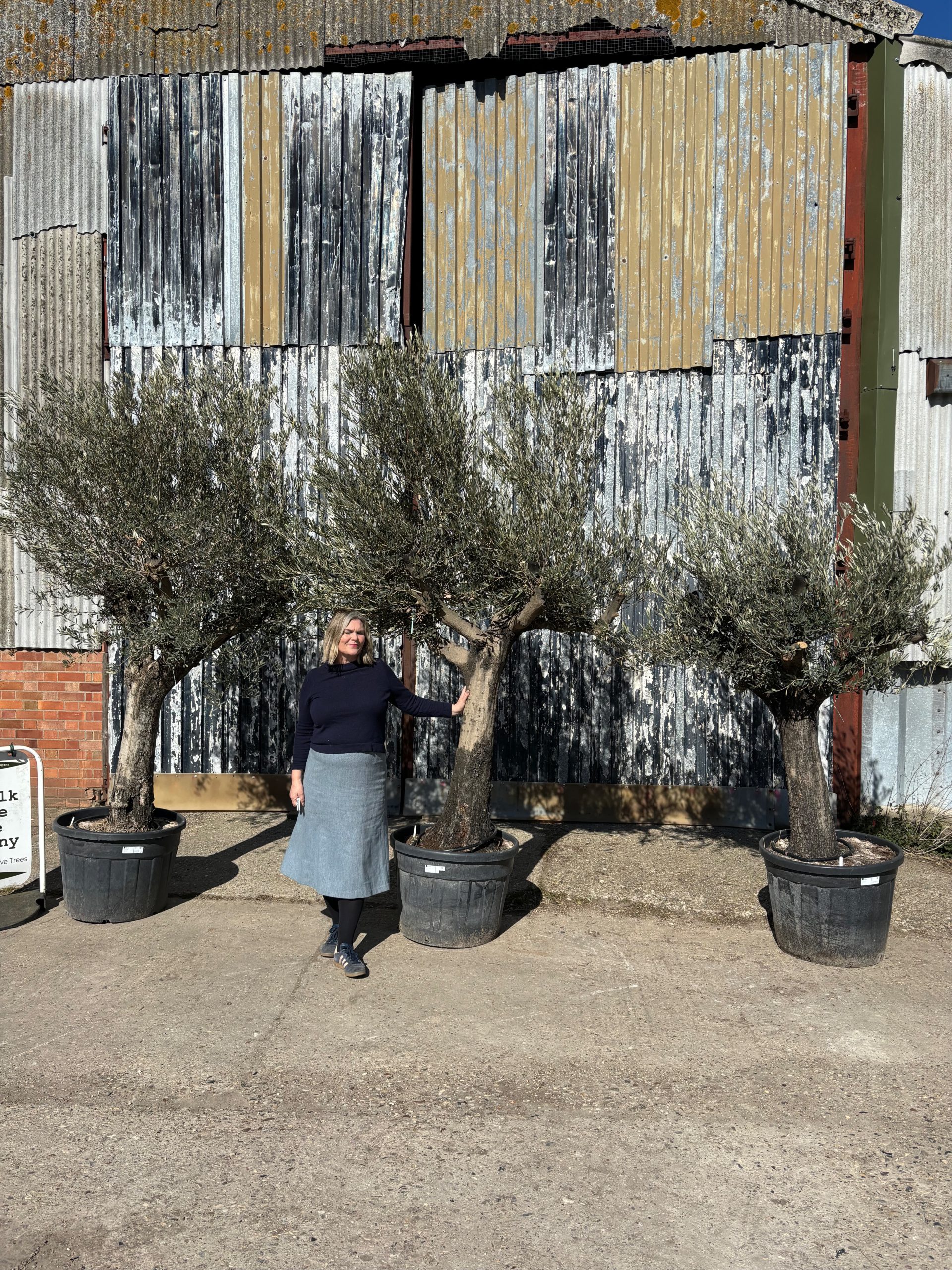 Olive Tree Bundle Set of 3| Clearance | Collection only - The Norfolk ...