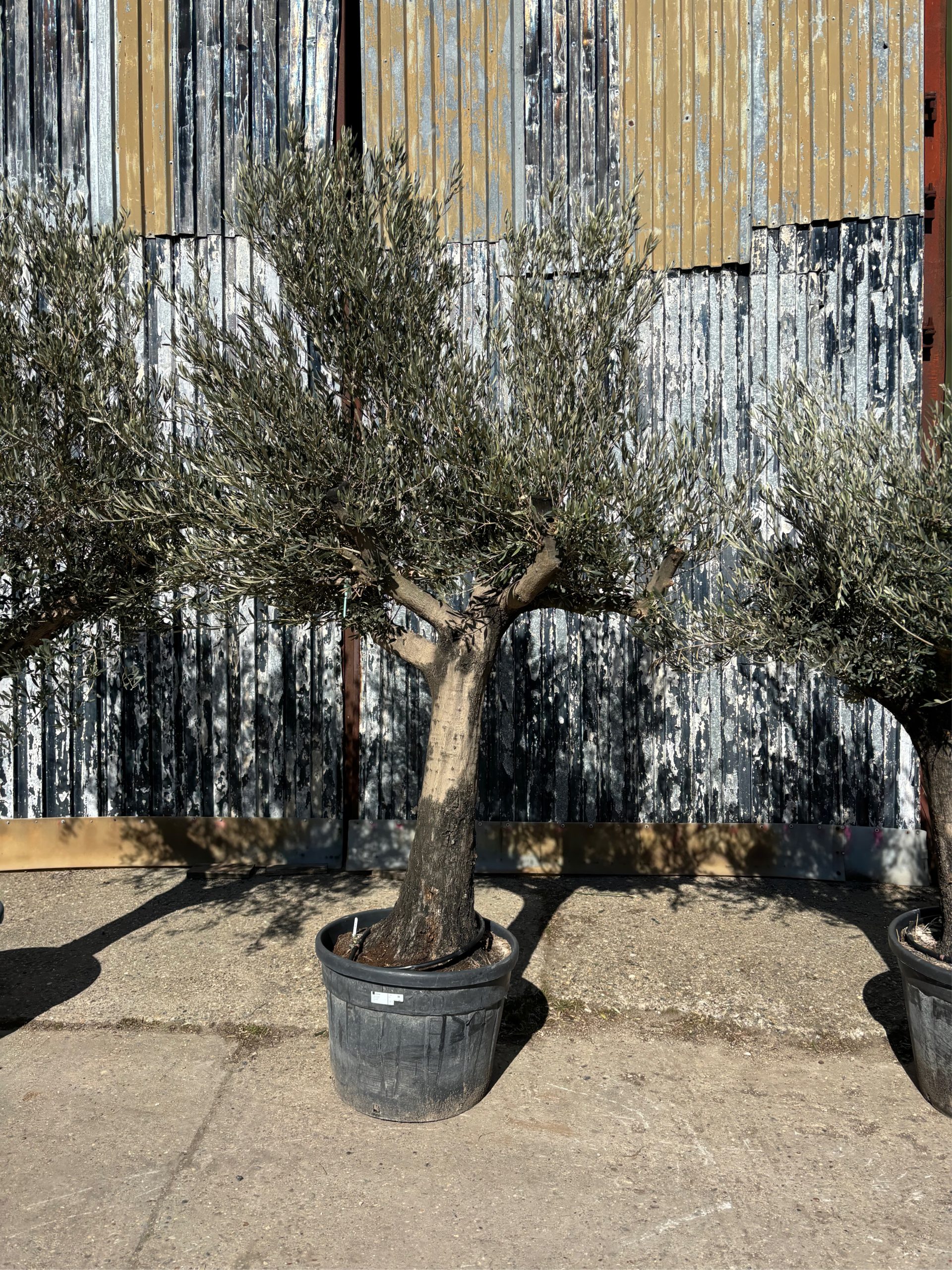 Olive Tree Bundle Set of 3| Clearance | Collection only - The Norfolk ...