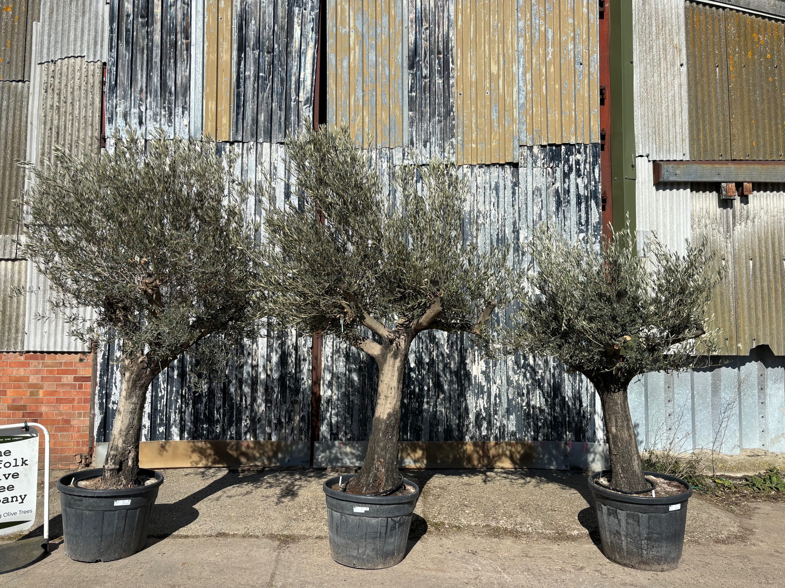 Olive Tree Bundle Set of 3| Clearance | Collection only - The Norfolk ...
