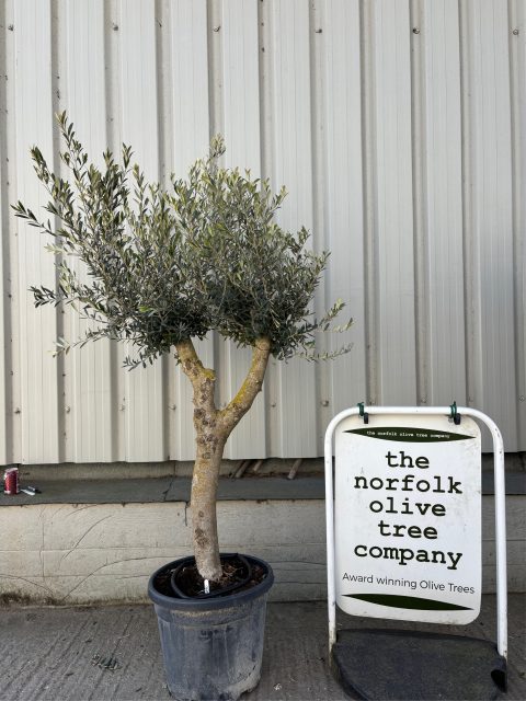 London Olive tree delivery included. - The Norfolk Olive Tree Company