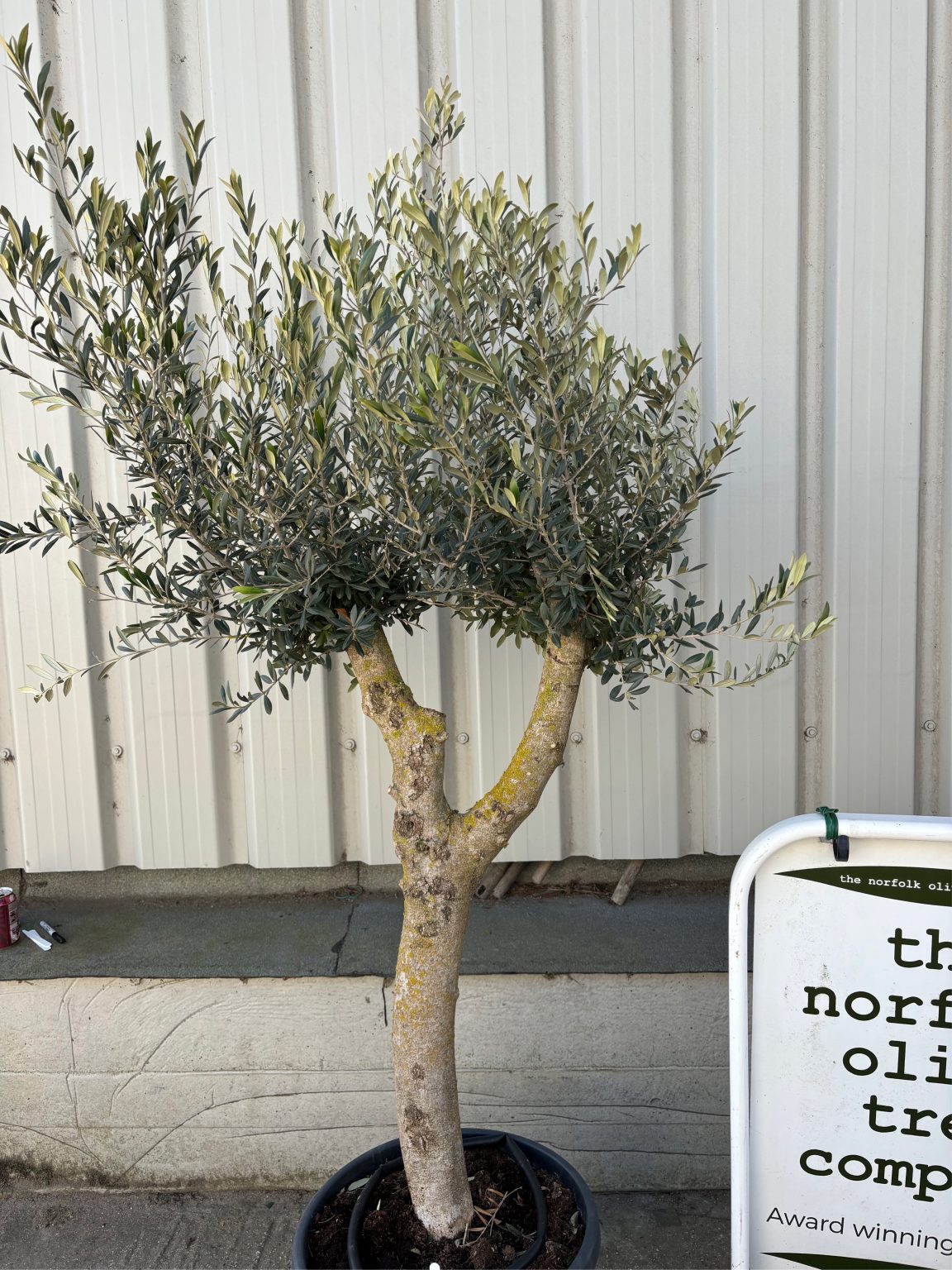 London Olive tree delivery included. - The Norfolk Olive Tree Company