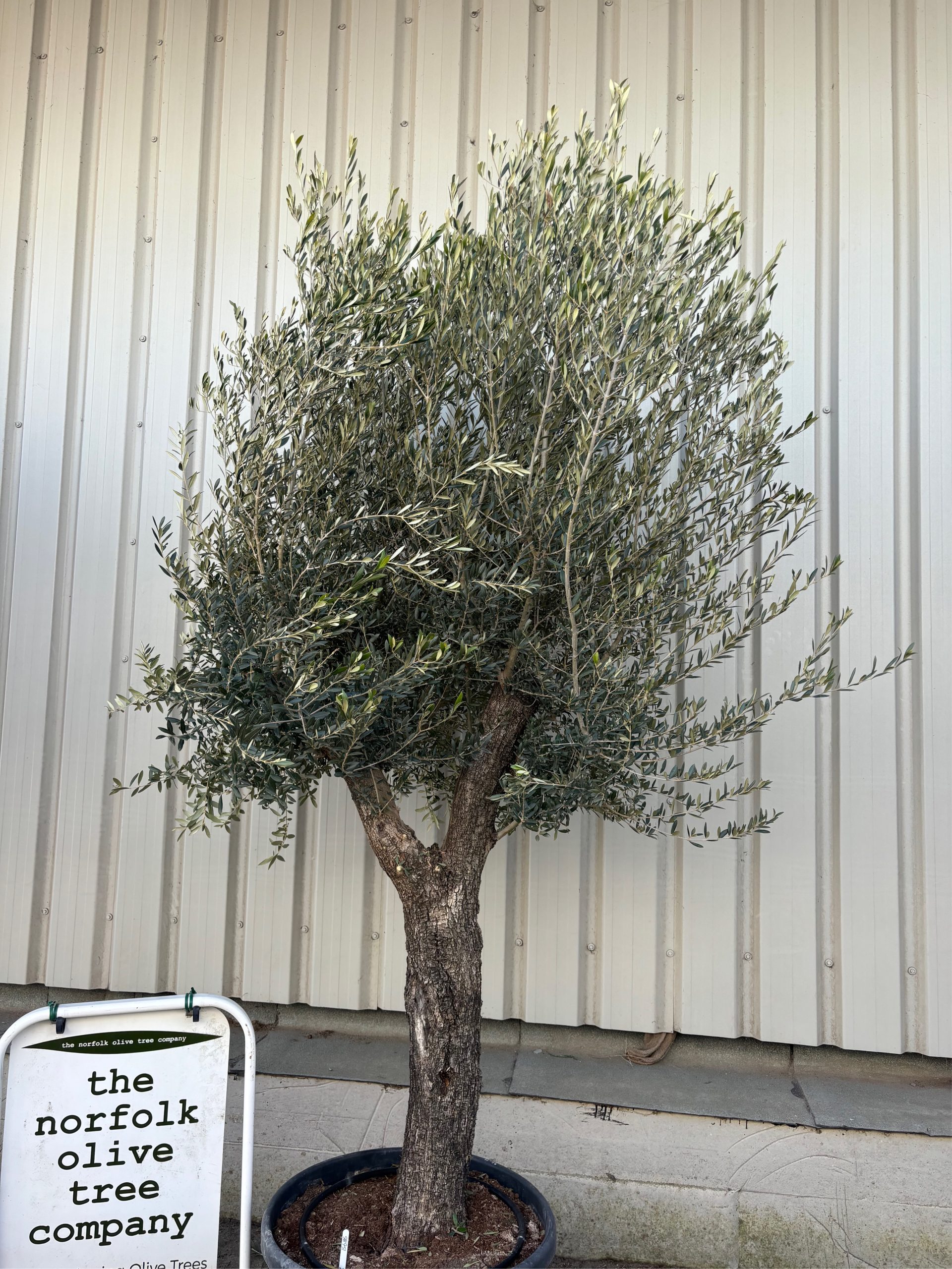 Tall Olive Tree - The Norfolk Olive Tree Company