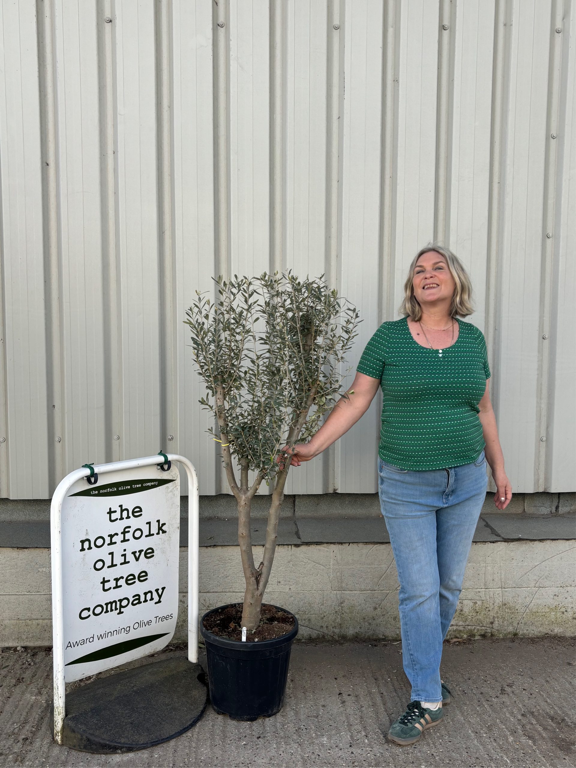 Charming Olive tree. Delivery included. - The Norfolk Olive Tree Company