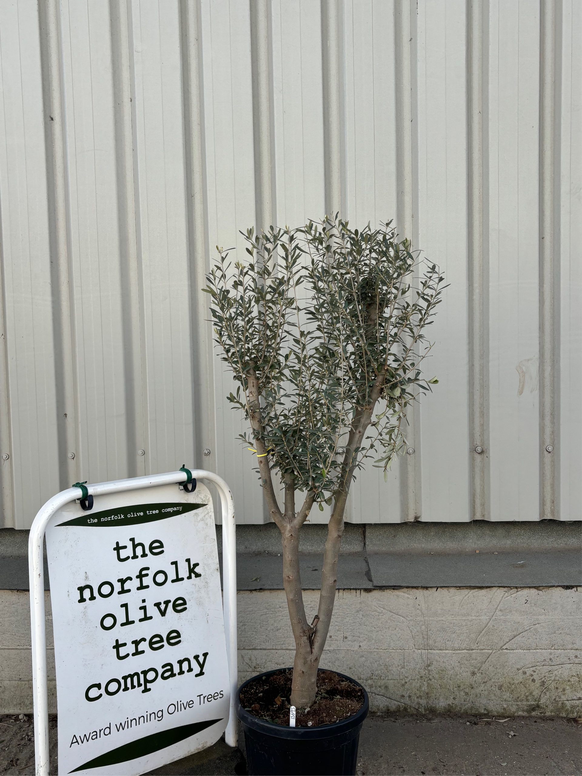 Charming Olive tree. Delivery included. - The Norfolk Olive Tree Company