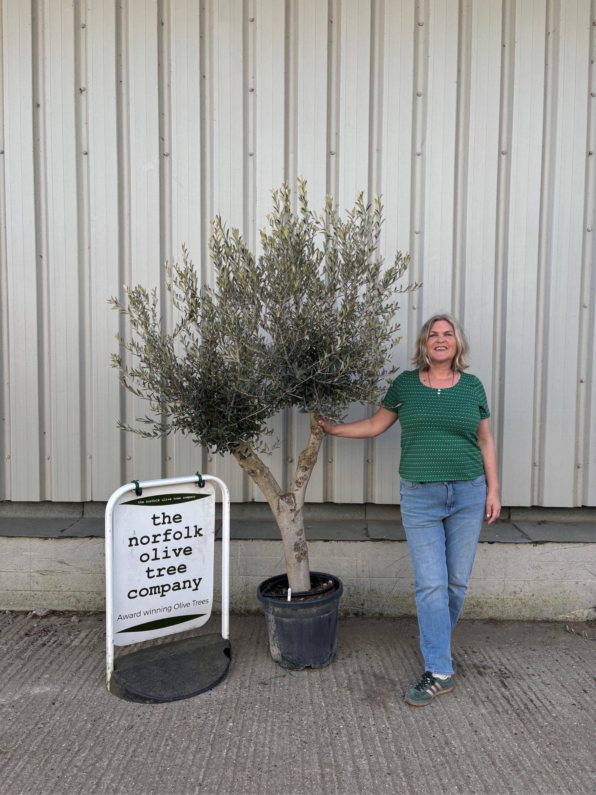 Vase shaped Olive tree delivery included - The Norfolk Olive Tree Company
