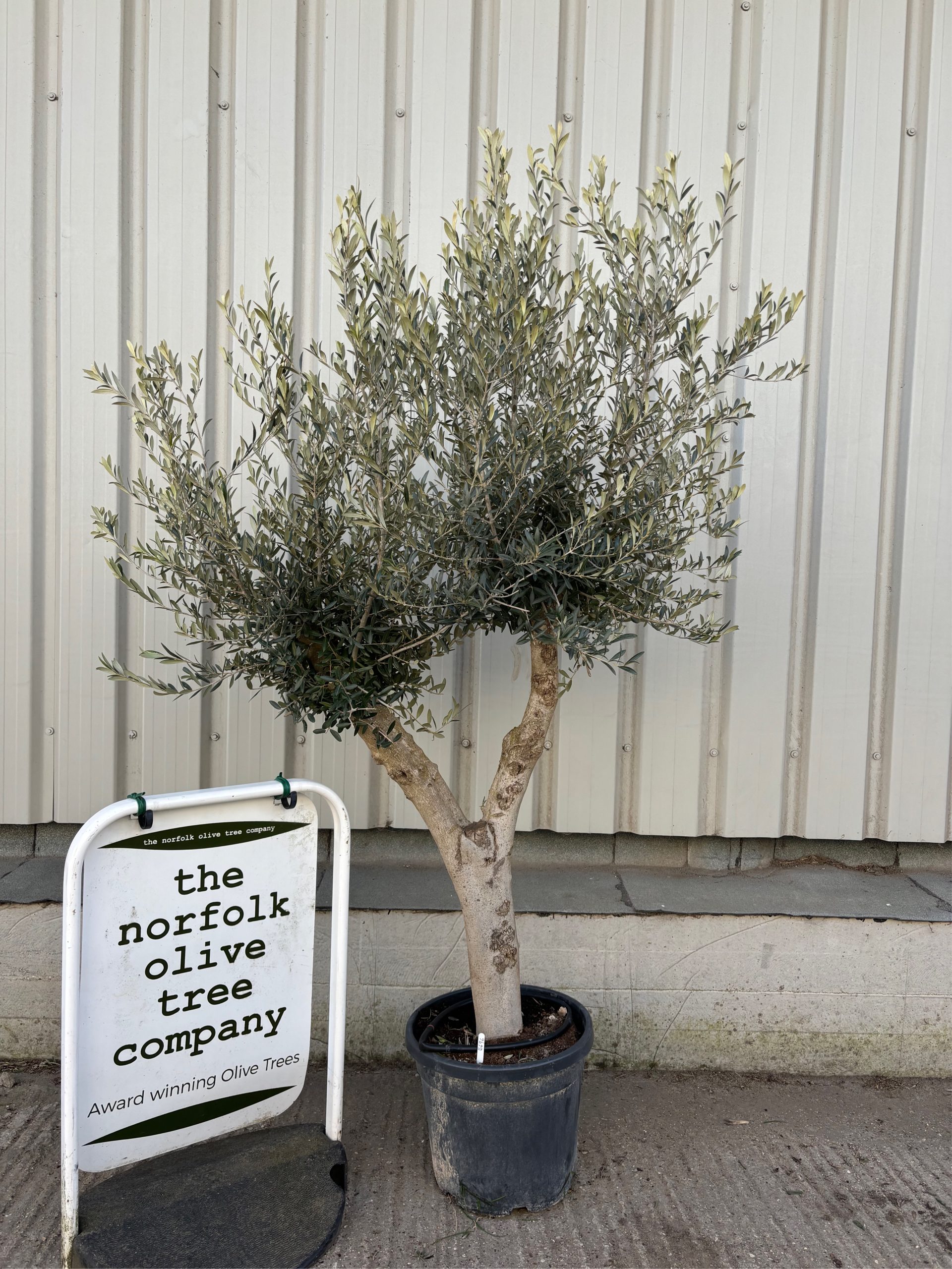 Vase shaped Olive tree delivery included - The Norfolk Olive Tree Company