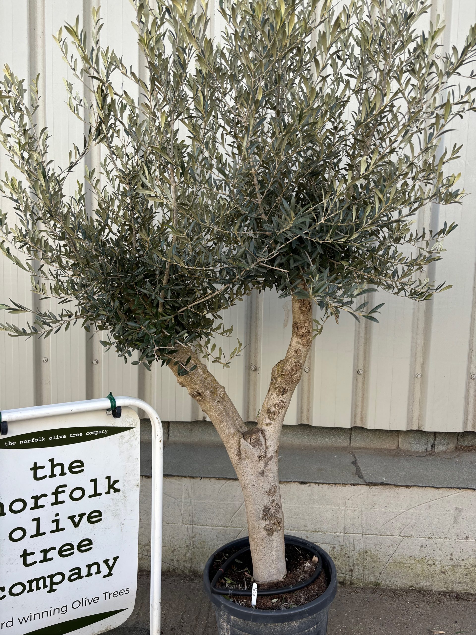 Vase shaped Olive tree delivery included - The Norfolk Olive Tree Company
