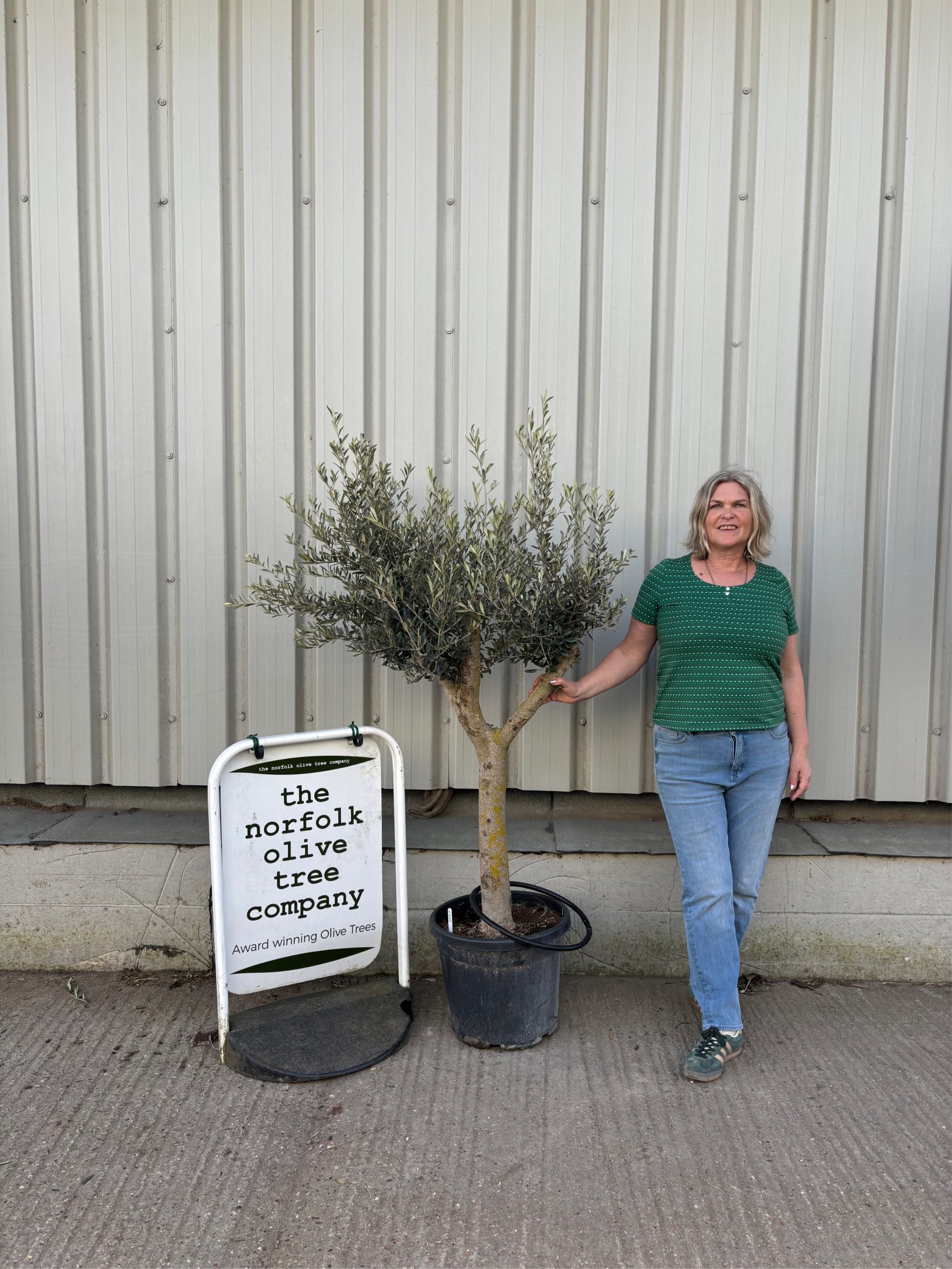 Vase shaped Olive tree delivery included - The Norfolk Olive Tree Company