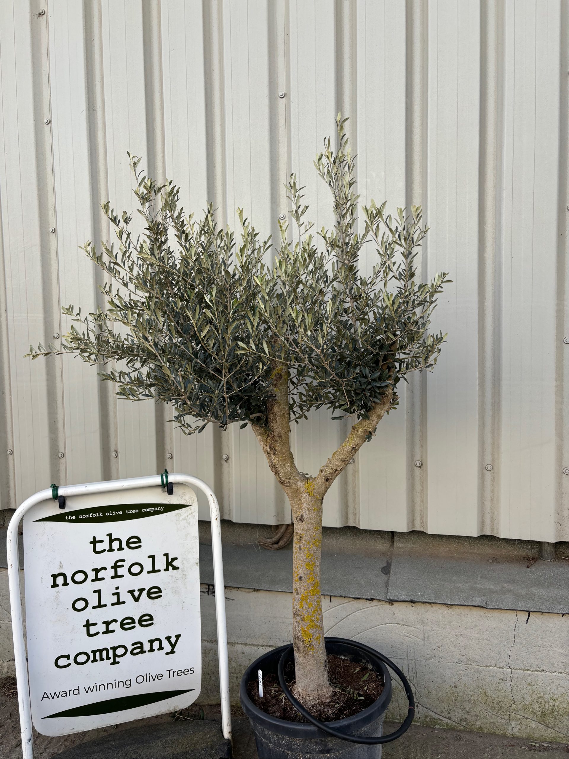Vase shaped Olive tree delivery included - The Norfolk Olive Tree Company