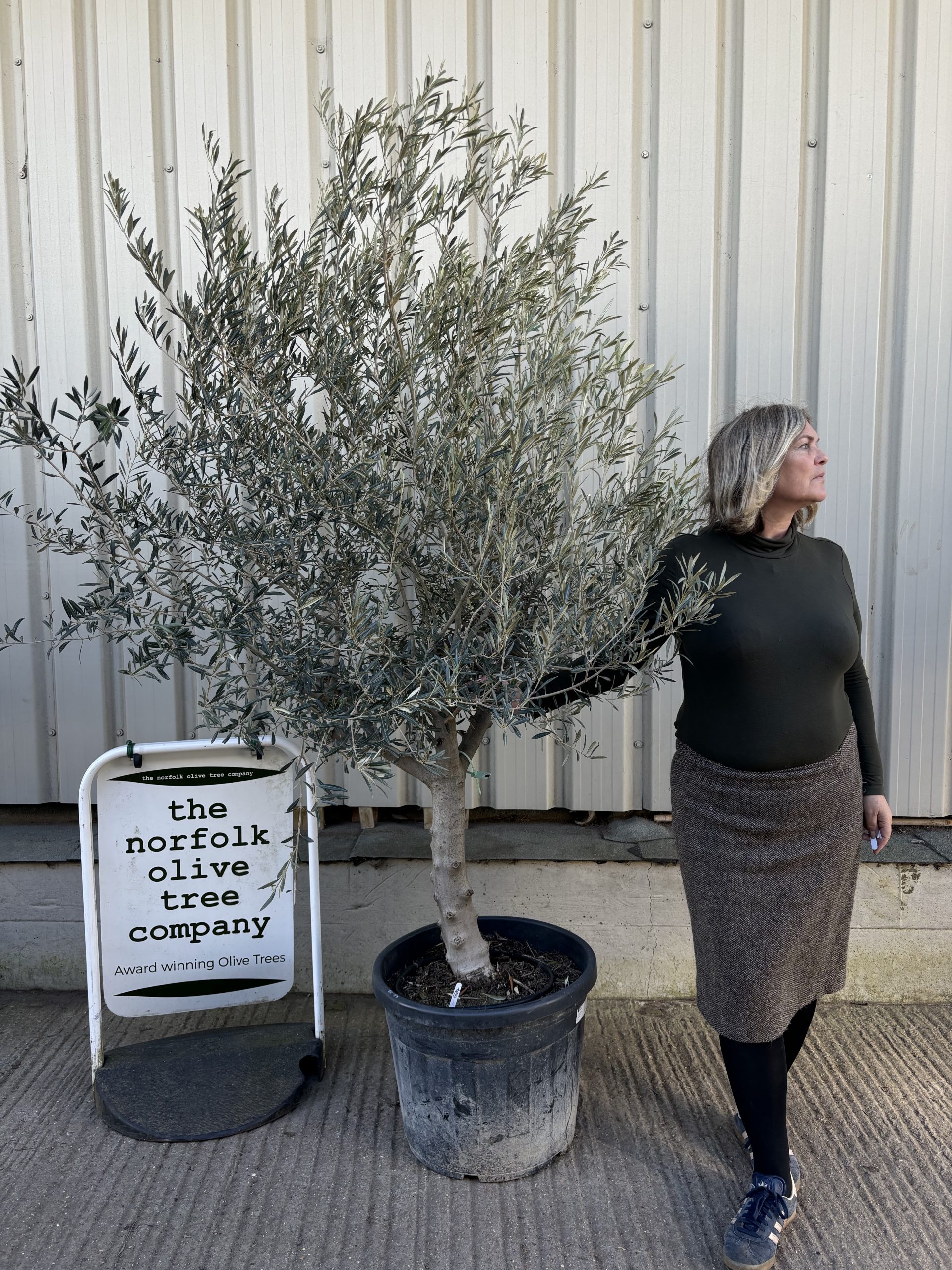 Mature Olive tree for sale. Delivery included. - The Norfolk Olive Tree ...