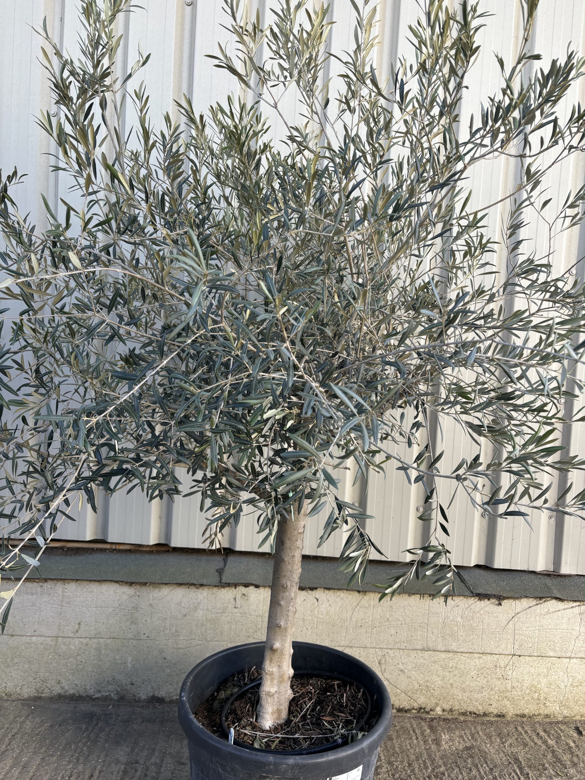 Mature Olive tree for sale. Delivery included. - The Norfolk Olive Tree ...
