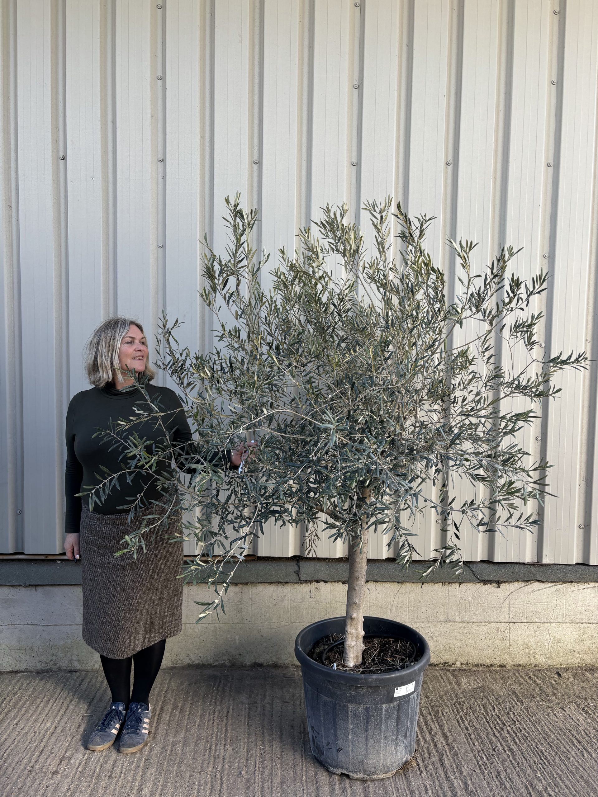 Mature Olive tree for sale. Delivery included. - The Norfolk Olive Tree ...