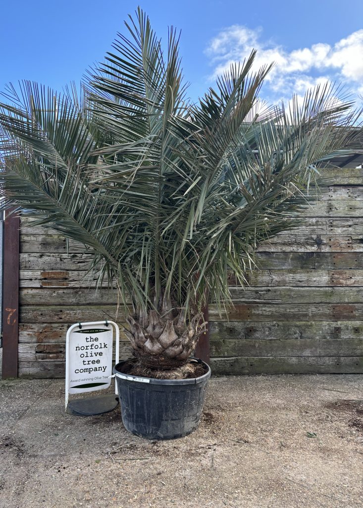 Chilean Wine Palm (Jubaea chilensis) - The Norfolk Olive Tree Company