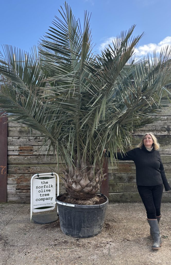 Chilean Wine Palm (Jubaea chilensis) - The Norfolk Olive Tree Company