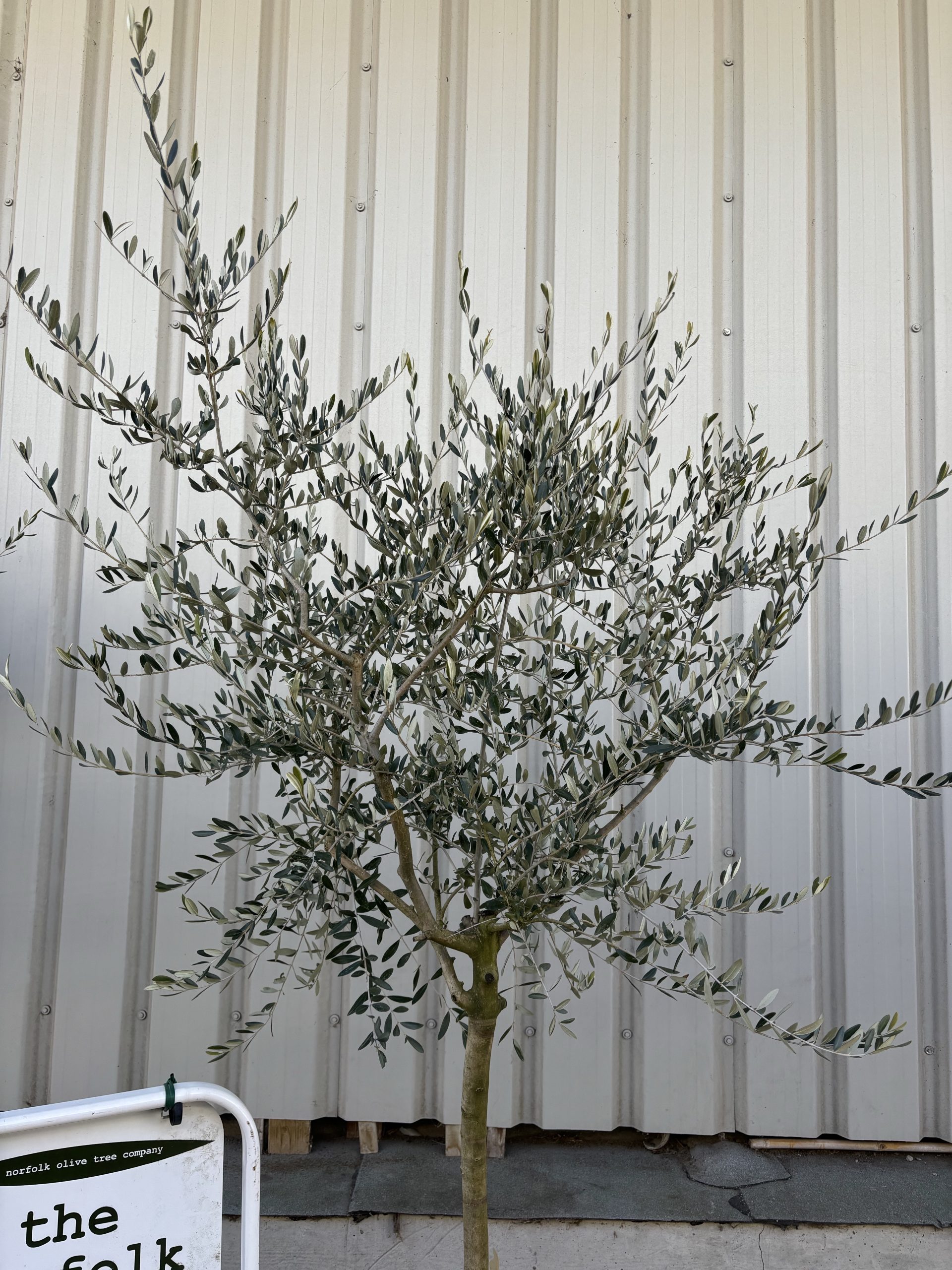 Leccino Olive tree, free delivery. - The Norfolk Olive Tree Company