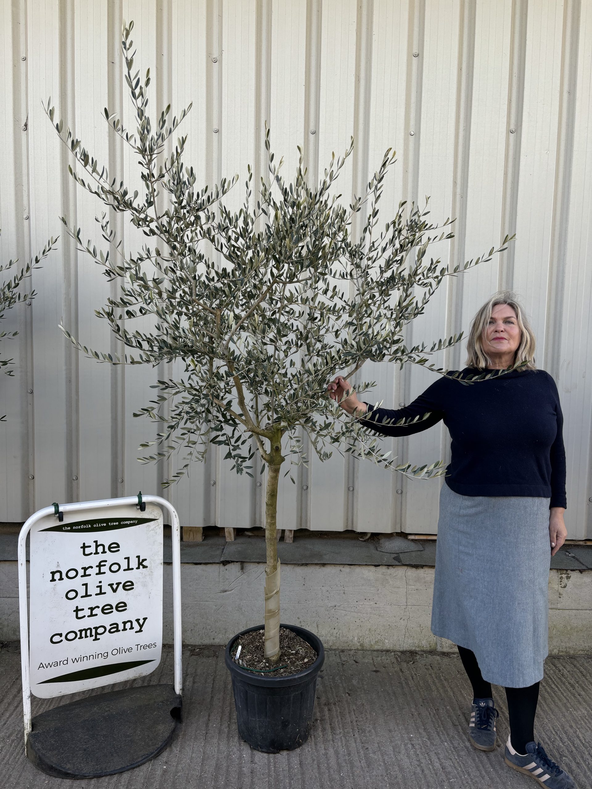 Leccino Olive tree, free delivery. - The Norfolk Olive Tree Company