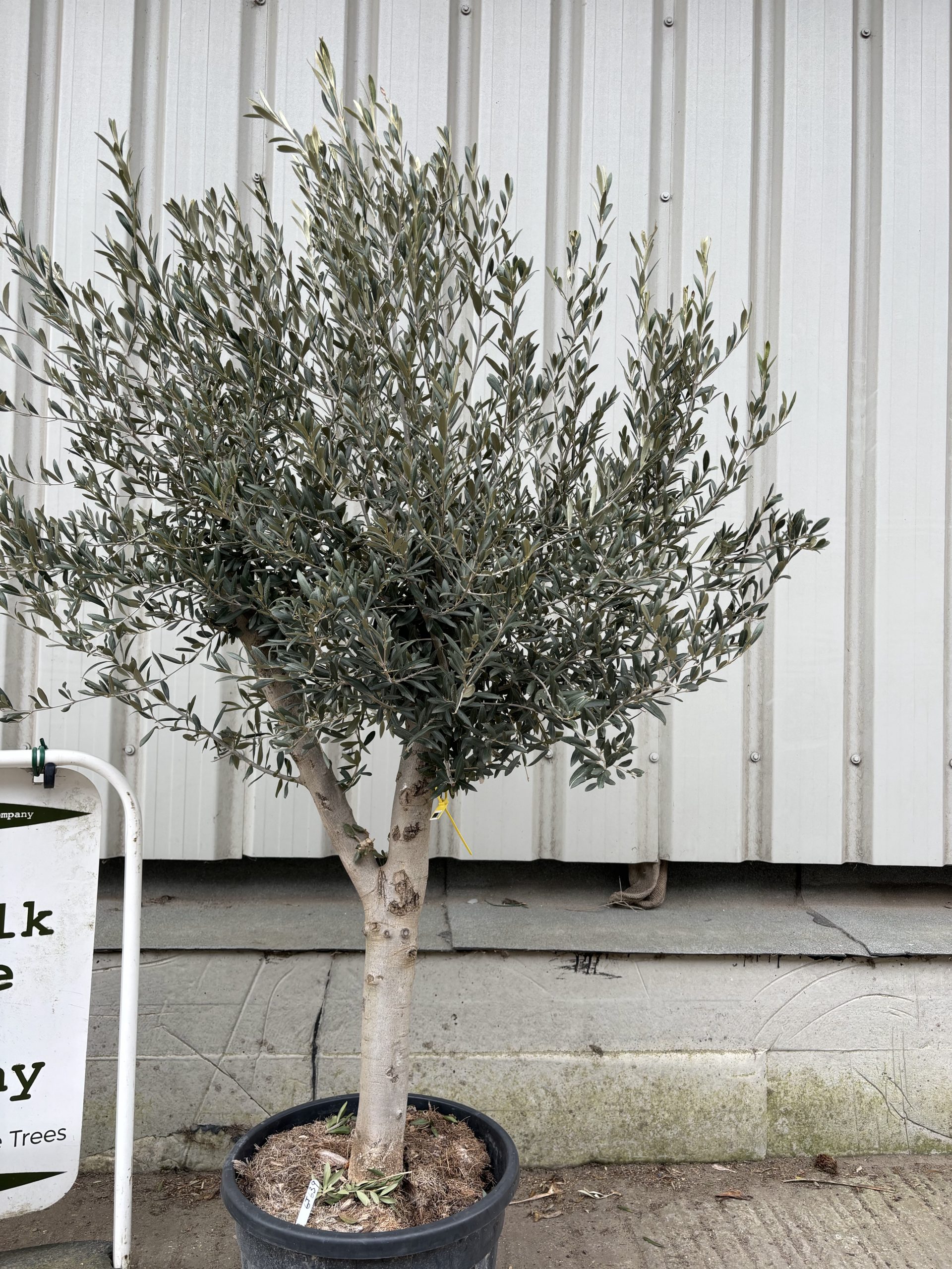 Vase shaped Olive tree delivery included - The Norfolk Olive Tree Company