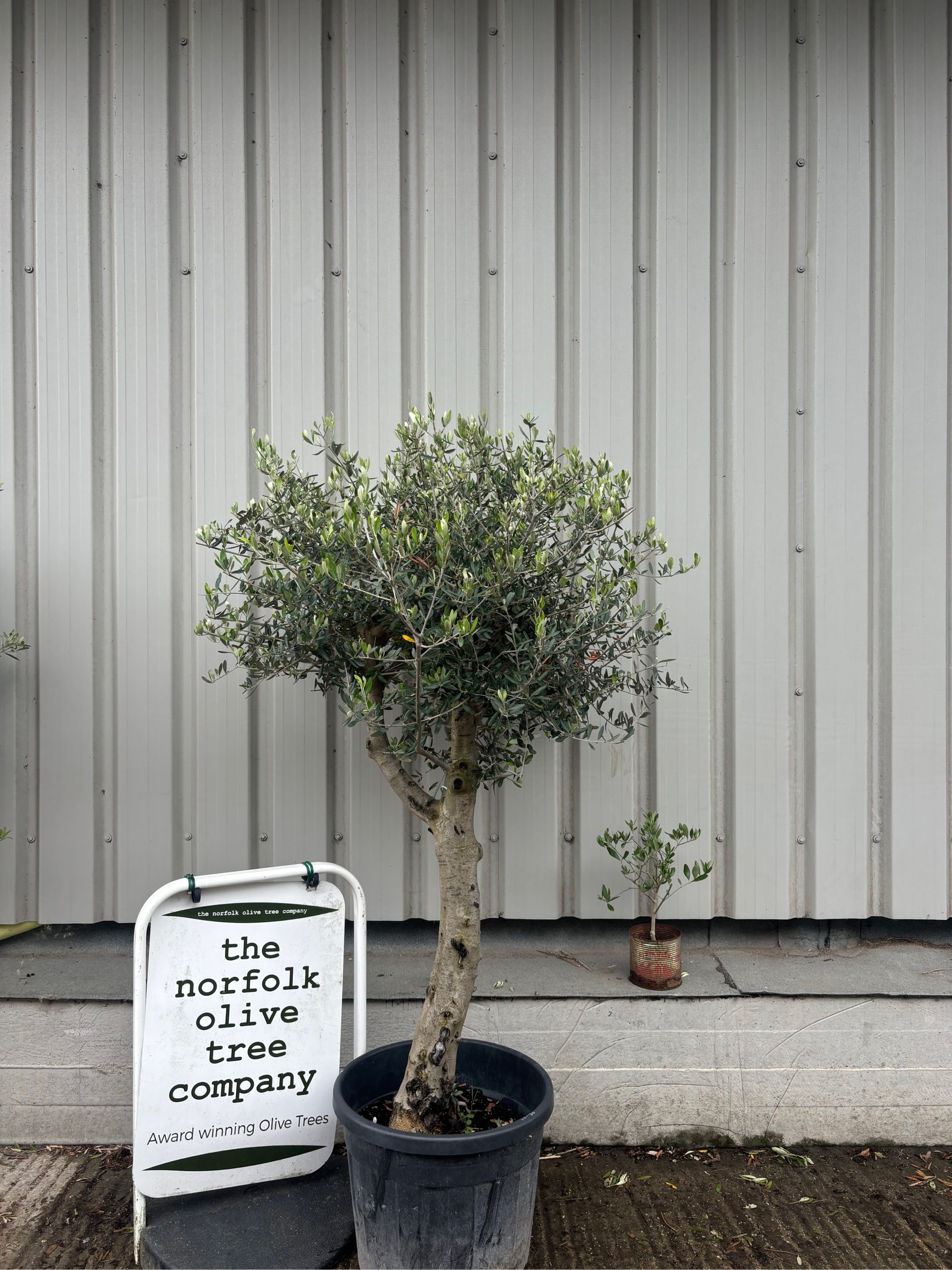Hojiblanca Olive tree -delivery included - The Norfolk Olive Tree Company