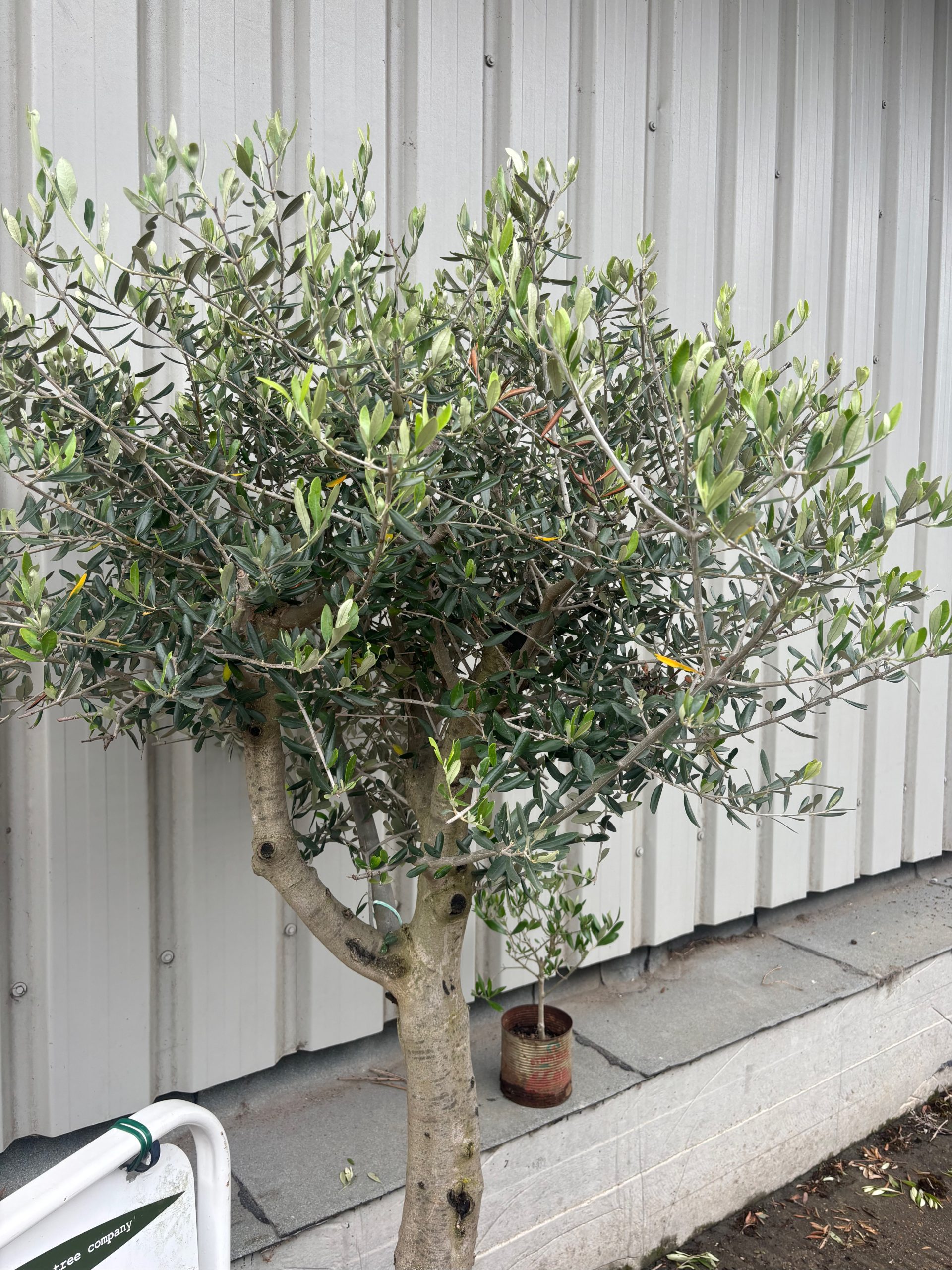 Hojiblanca Olive tree -delivery included - The Norfolk Olive Tree Company