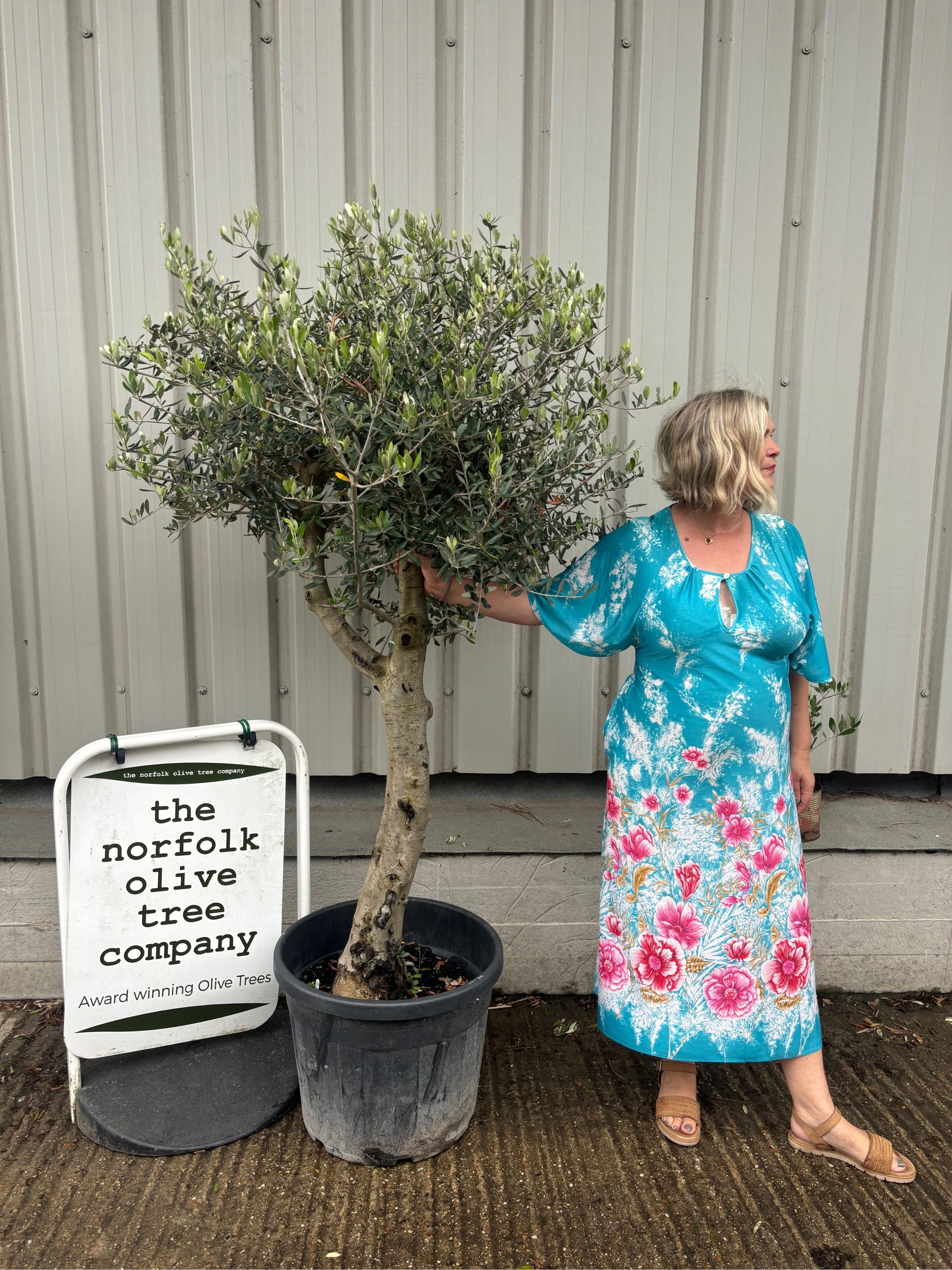 Hojiblanca Olive tree -delivery included - The Norfolk Olive Tree Company