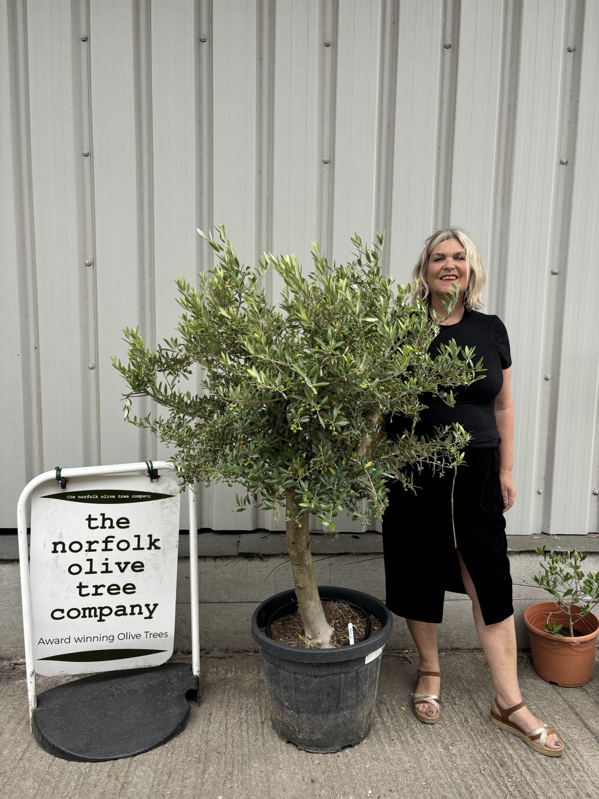 Arbequina olive tree. Delivery included. - The Norfolk Olive Tree Company