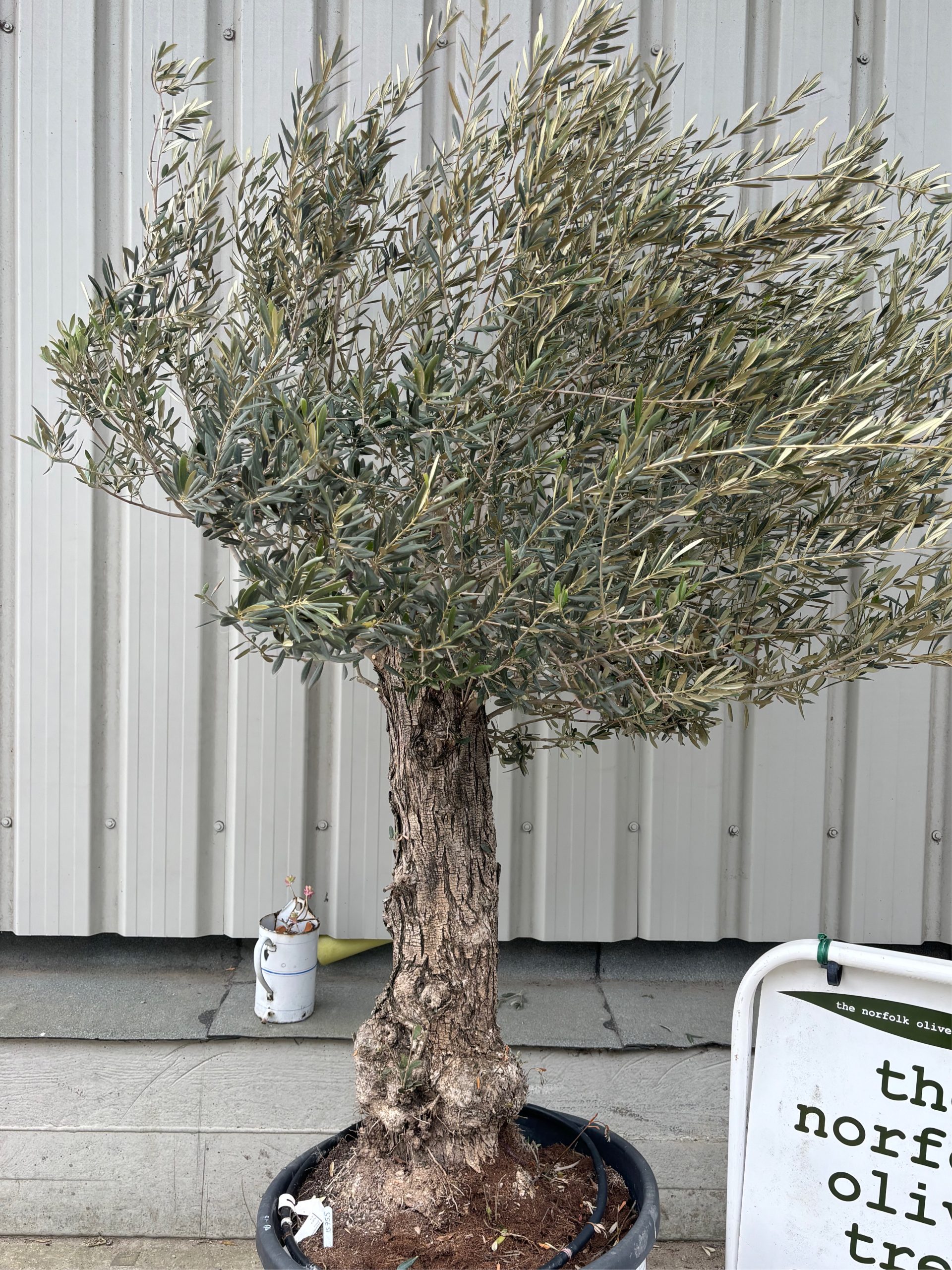 Gnarled Olive Tree – Sculptural Beauty with Mediterranean Soul - The ...