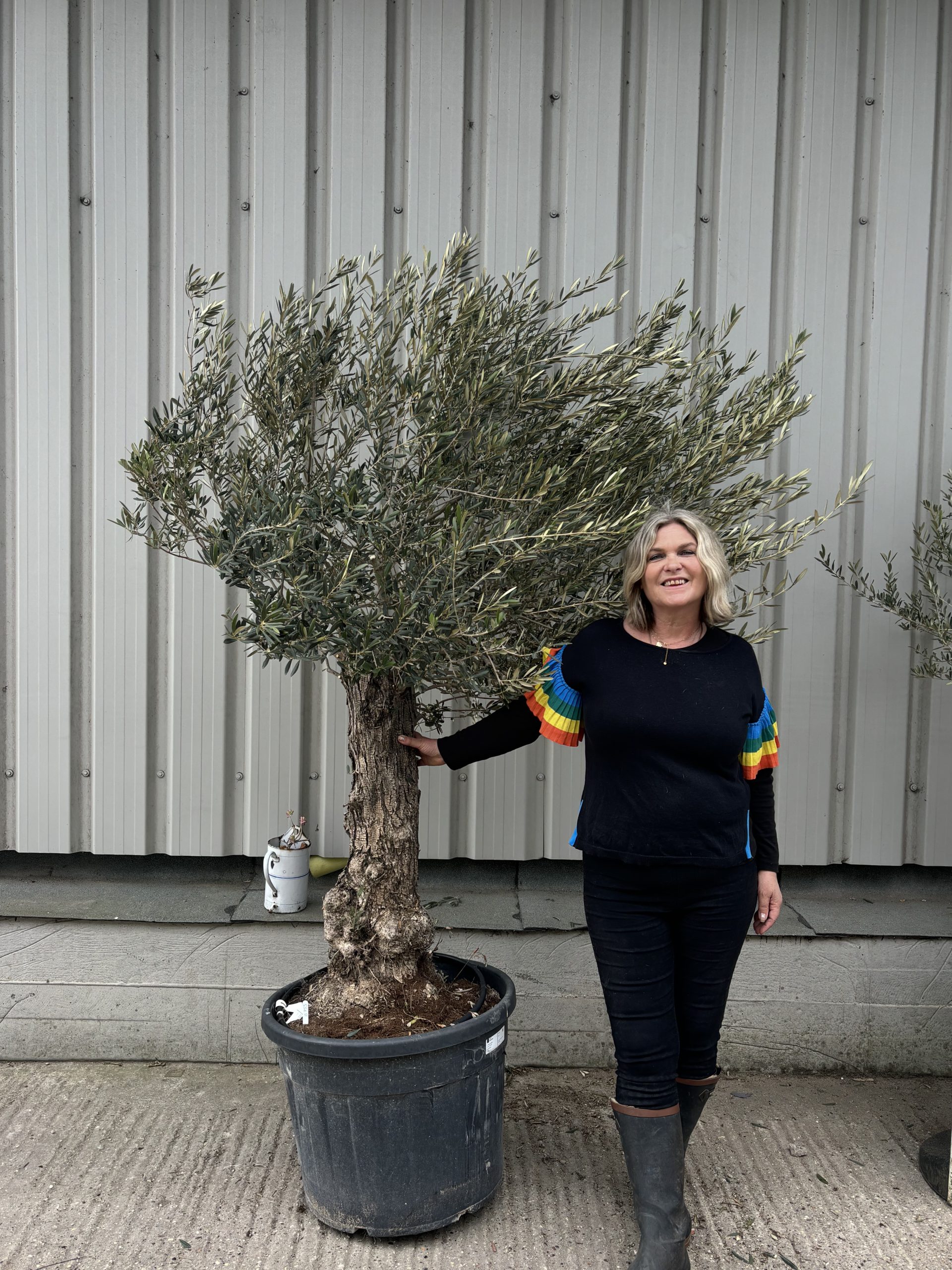 Gnarled Olive Tree – Sculptural Beauty with Mediterranean Soul - The ...