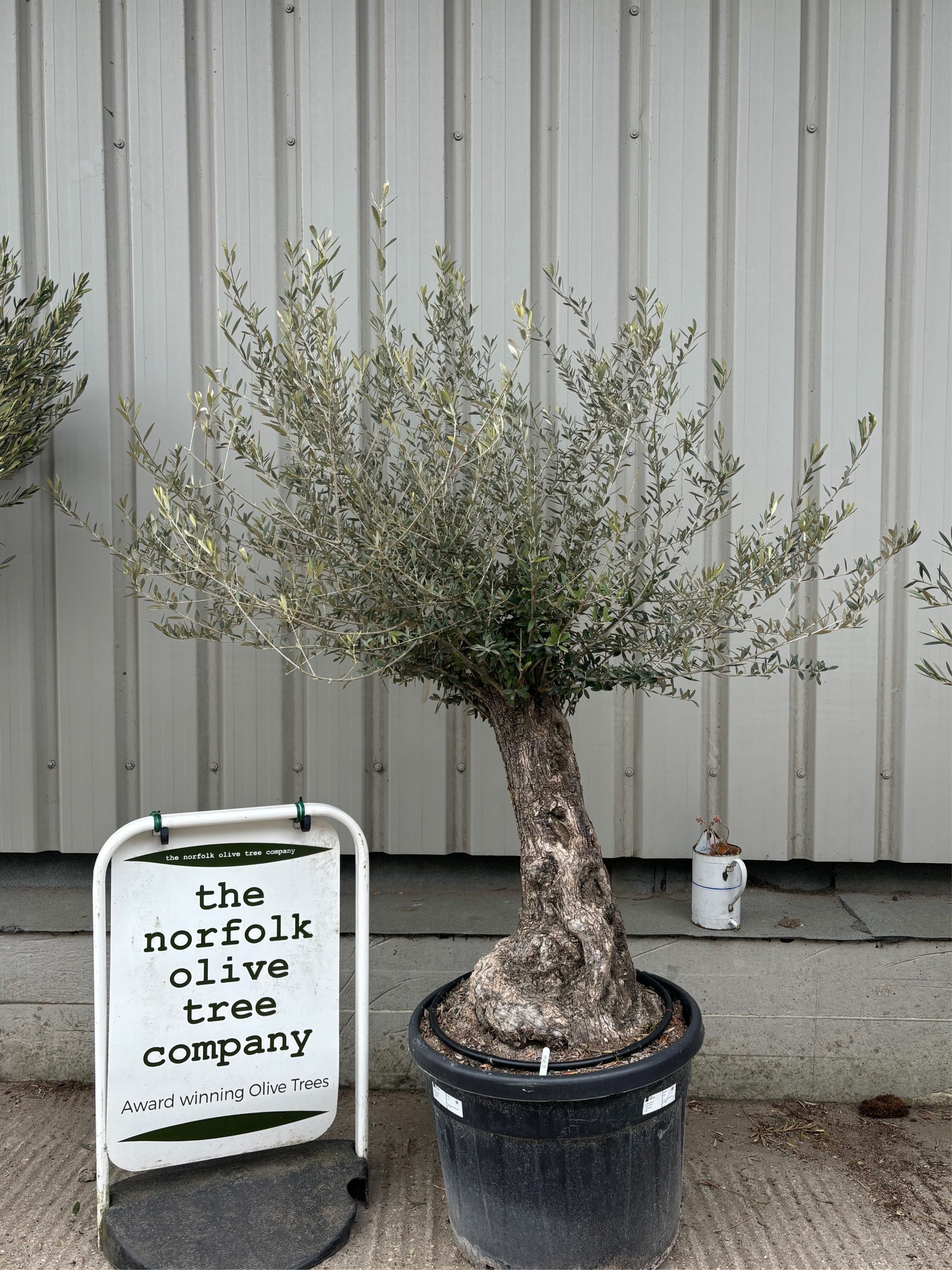 Gnarled Olive Tree – Sculptural Beauty with Mediterranean Soul - The ...