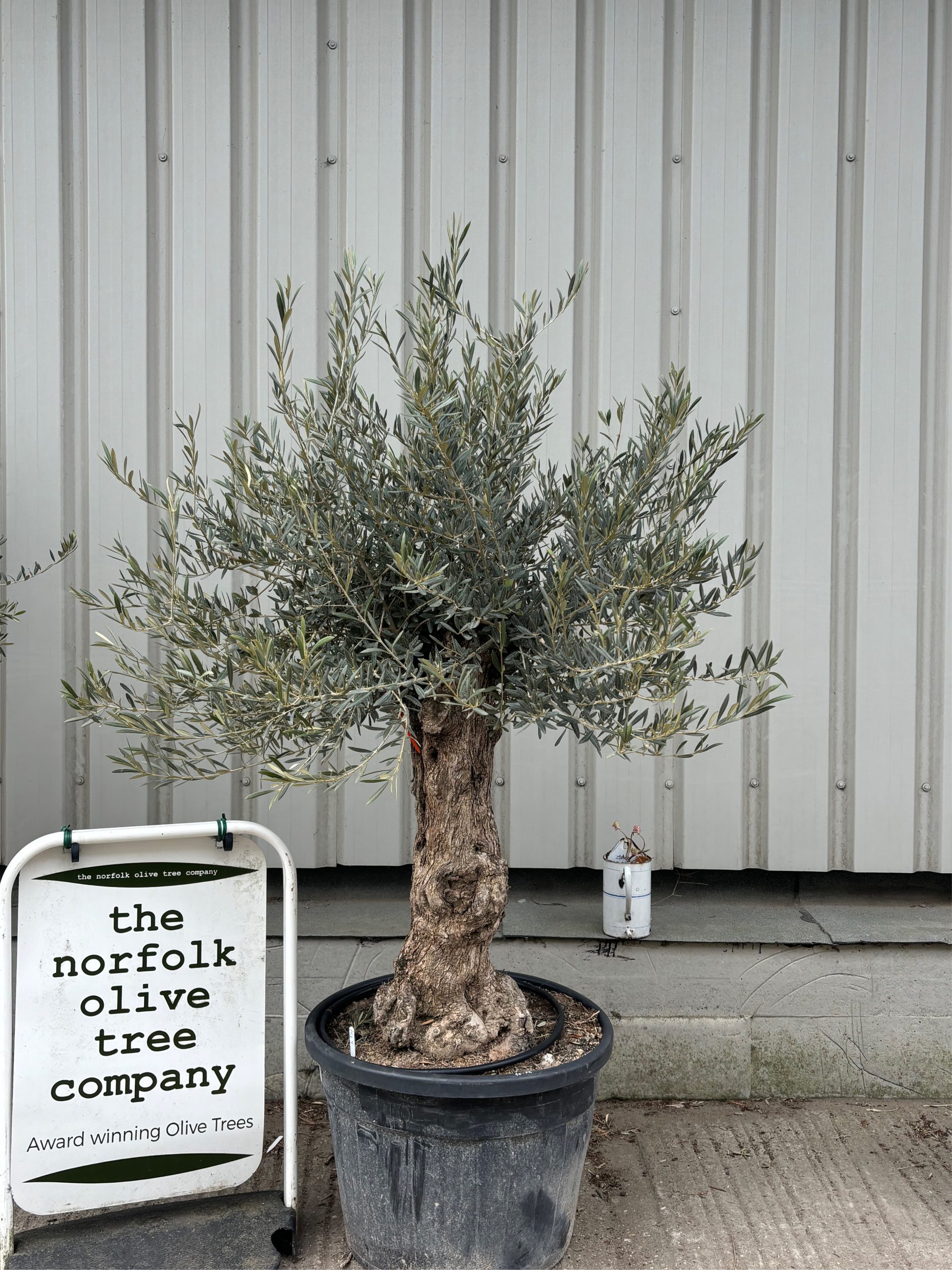 Gnarled Olive Tree – Sculptural Beauty with Mediterranean Soul - The ...