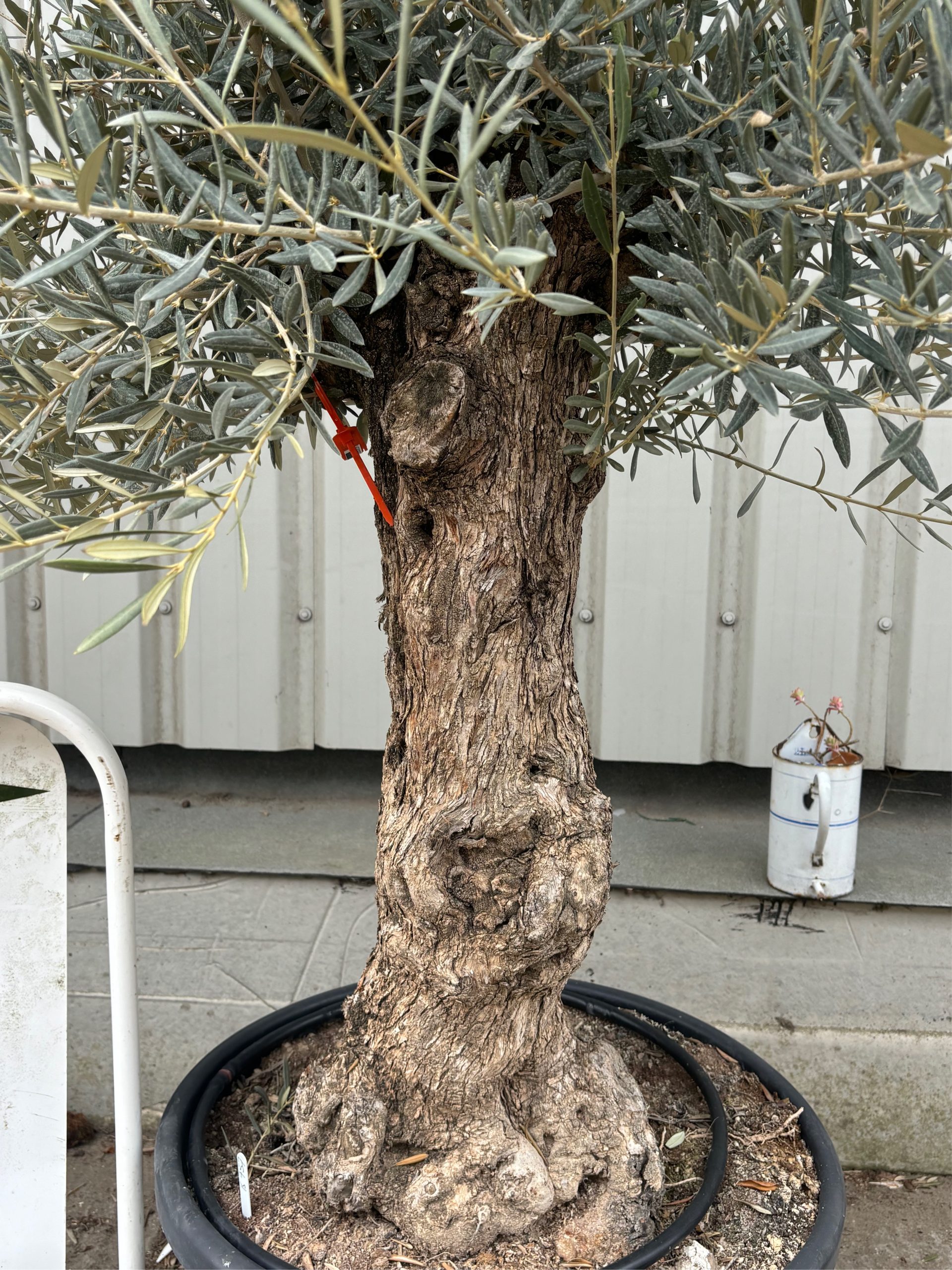 Gnarled Olive Tree – Sculptural Beauty with Mediterranean Soul - The ...