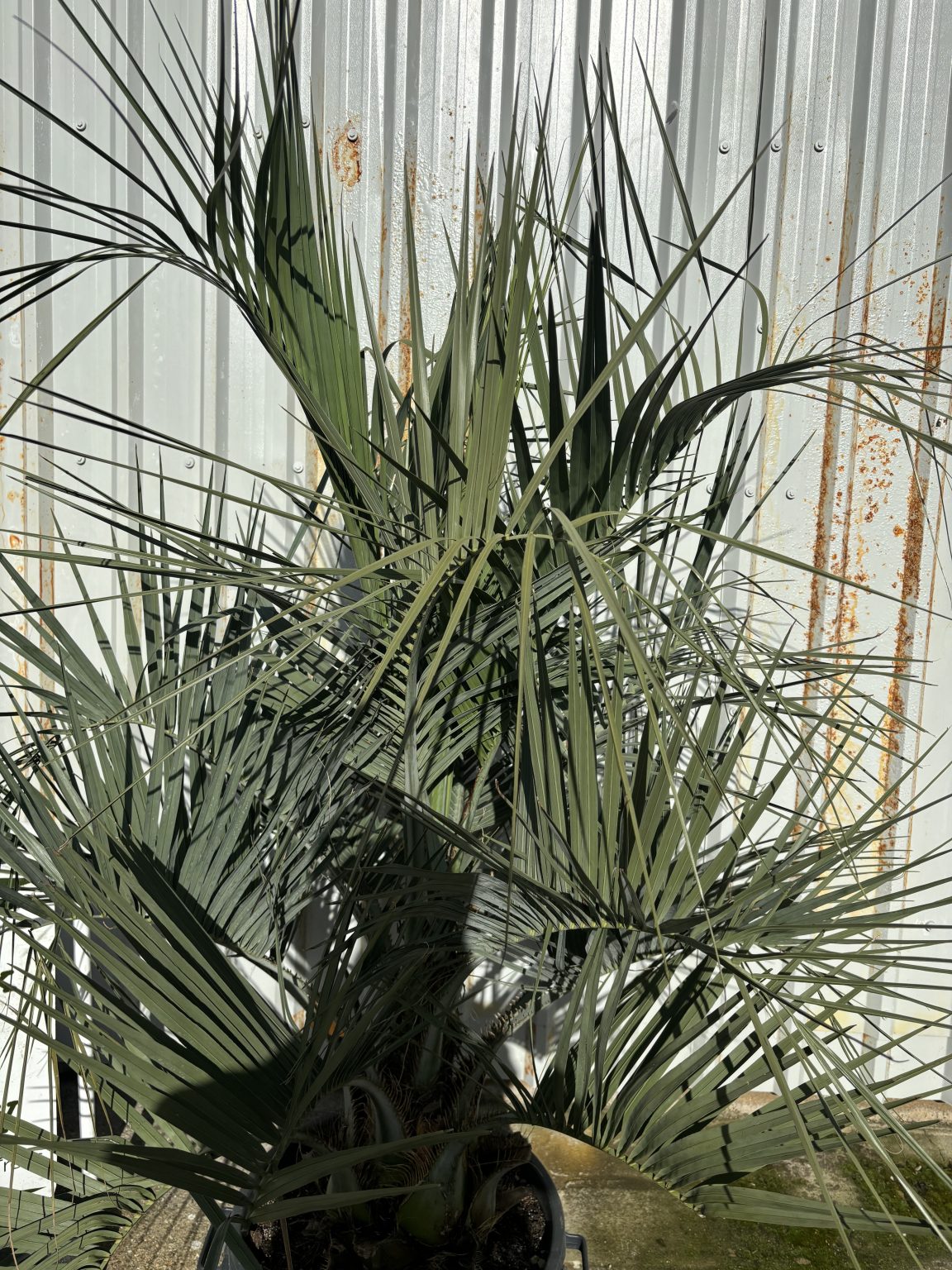 Butia capitata (Jelly Palm) – Hardy Feather Palm | UK Delivery - The ...