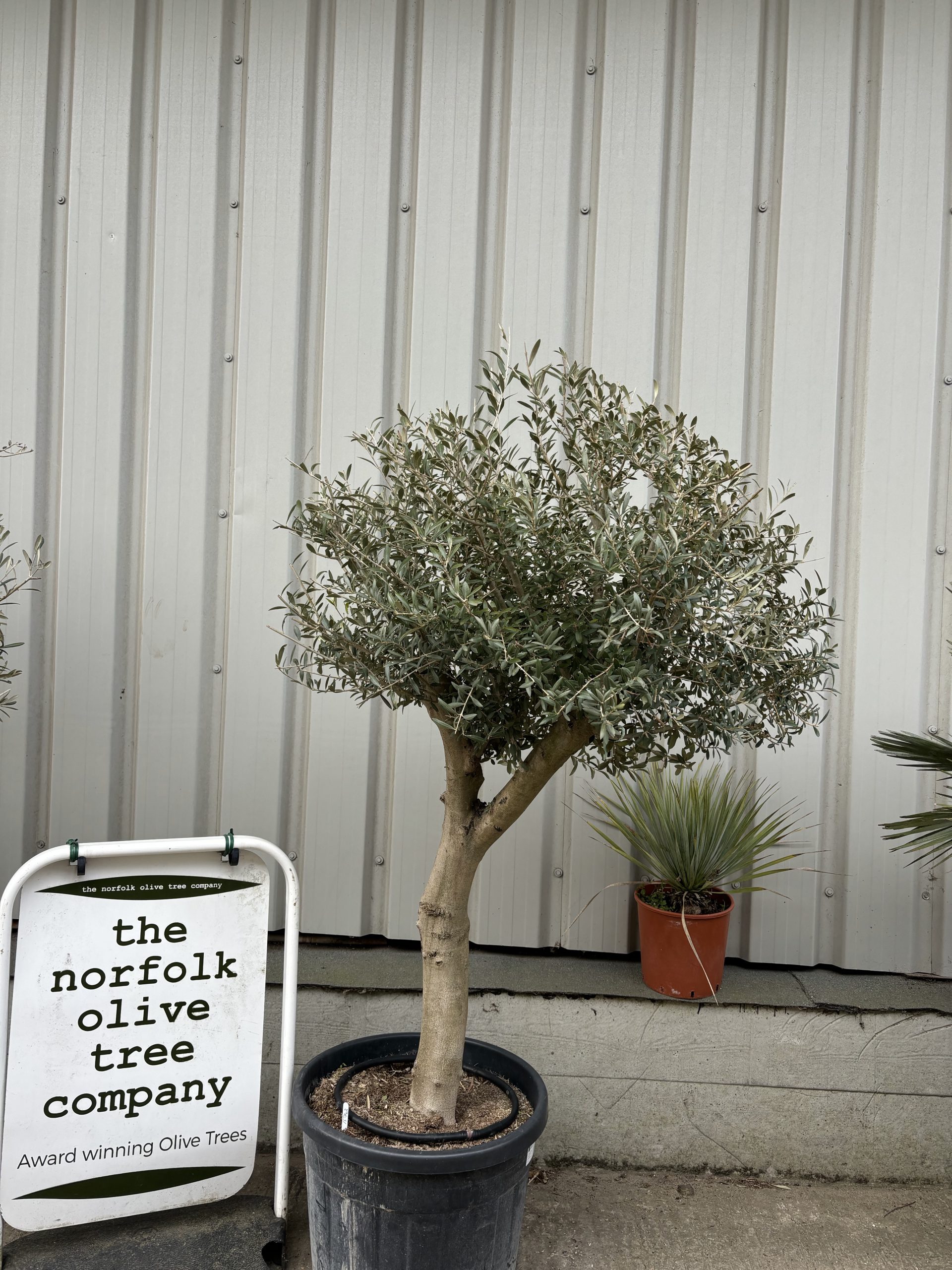 Mature Olive tree for sale. Delivery included. - The Norfolk Olive Tree ...