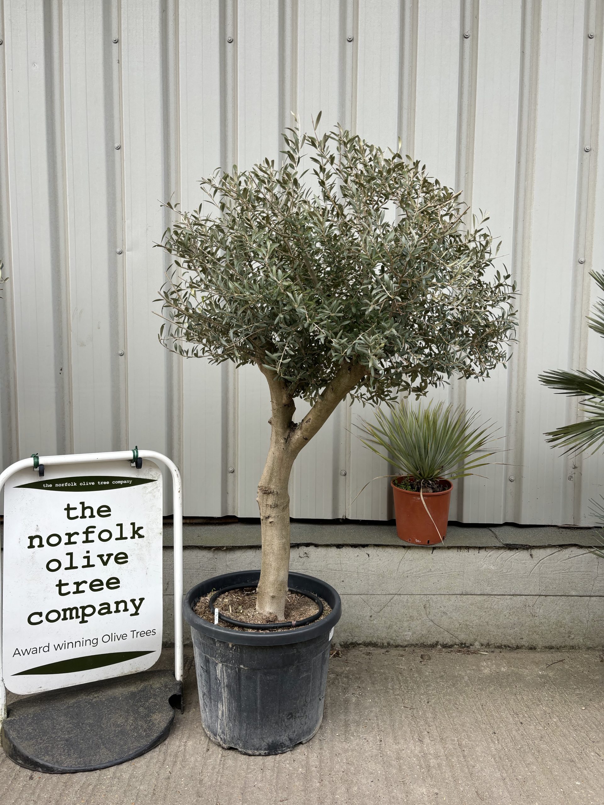 Mature Olive tree for sale. Delivery included. - The Norfolk Olive Tree ...