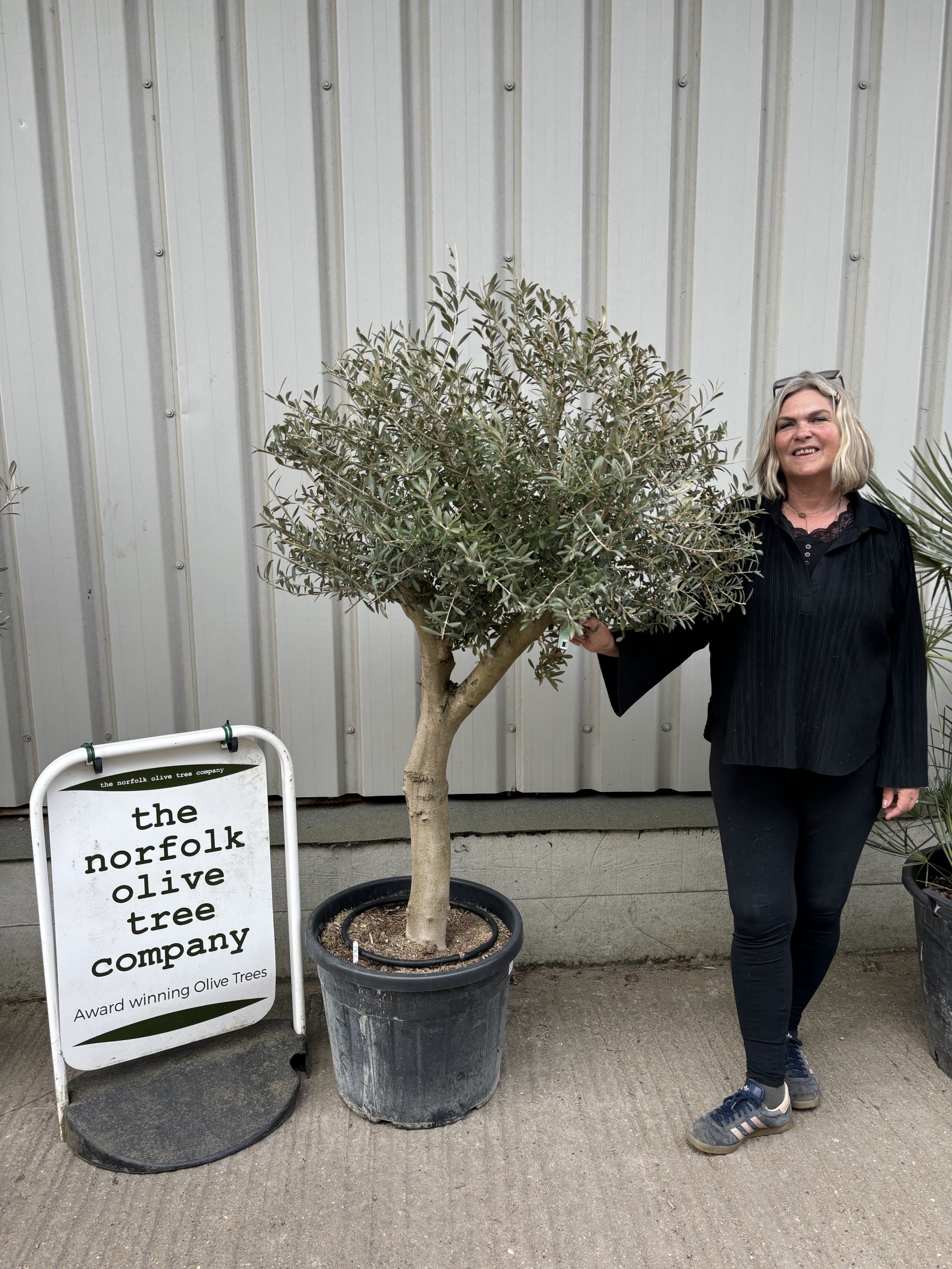Mature Olive tree for sale. Delivery included. - The Norfolk Olive Tree ...
