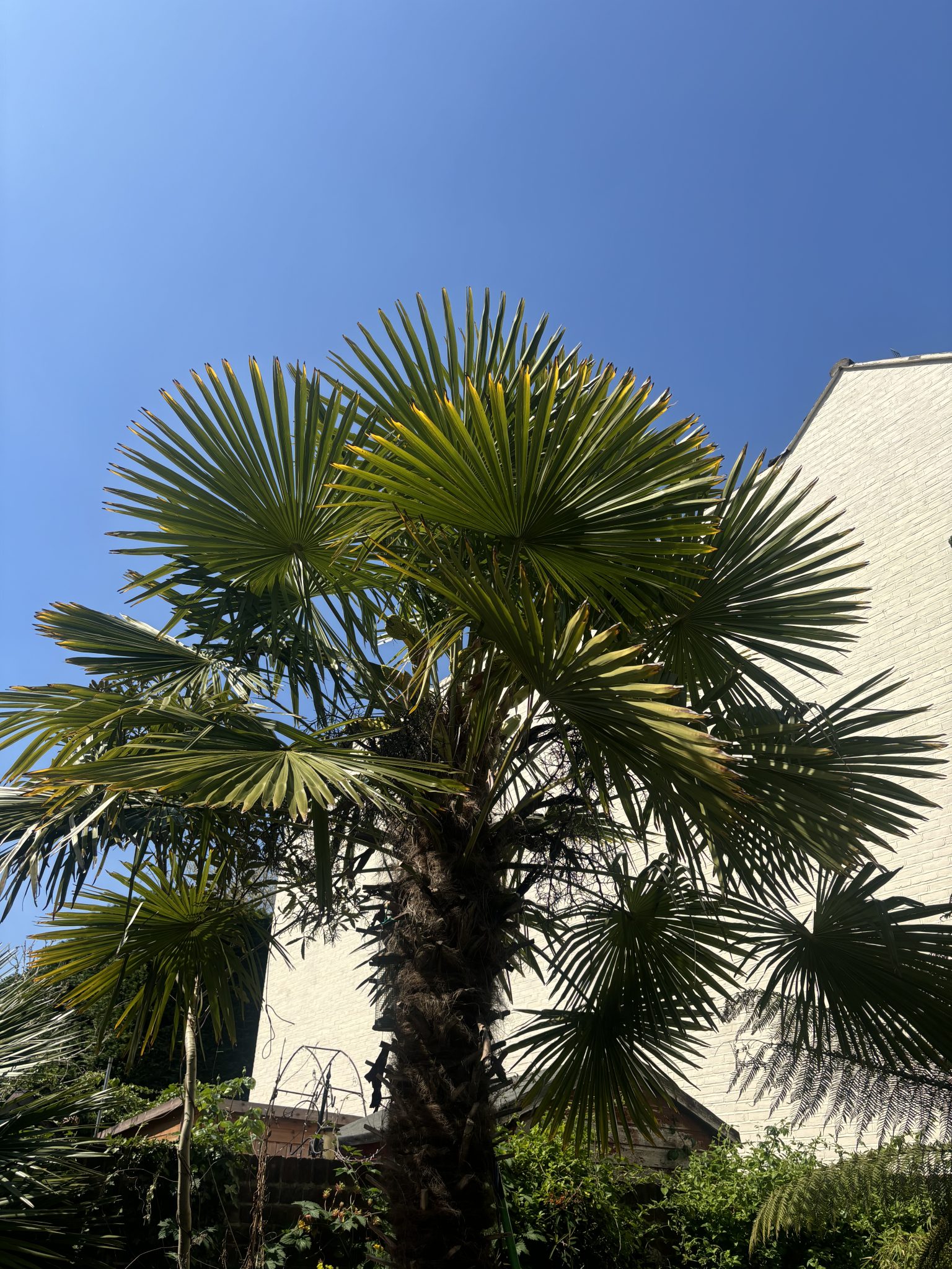 Hardy Palms for UK Gardens: What You Can Grow & How to Care - The ...