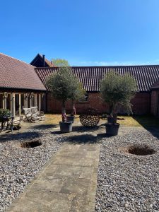 Blog: Top 5 Olive Trees for UK Gardens (And How to Choose the Right One ...