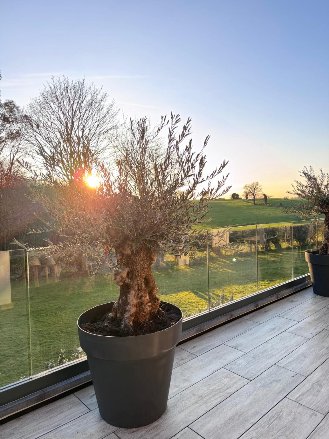 The Forever Pot: Large garden pots for trees - The Norfolk Olive Tree ...