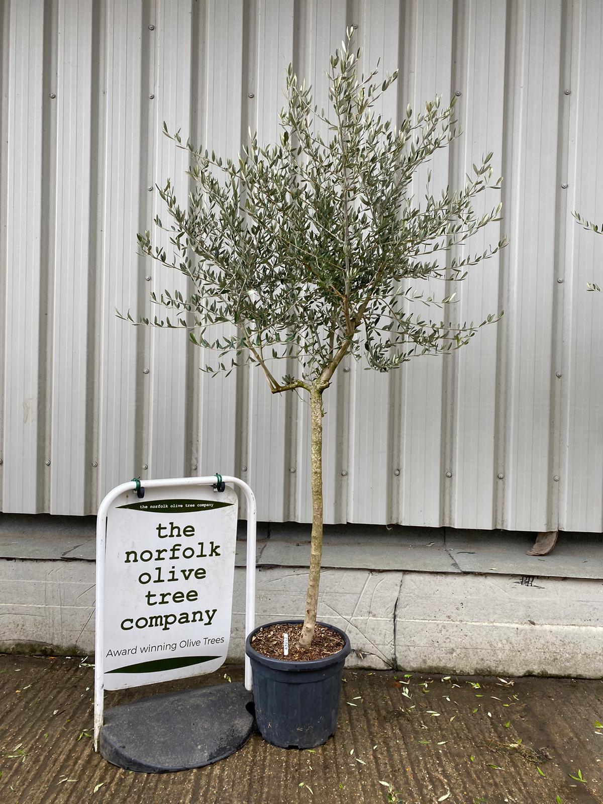 Tuscan Olive tree delivery included. - The Norfolk Olive Tree Company