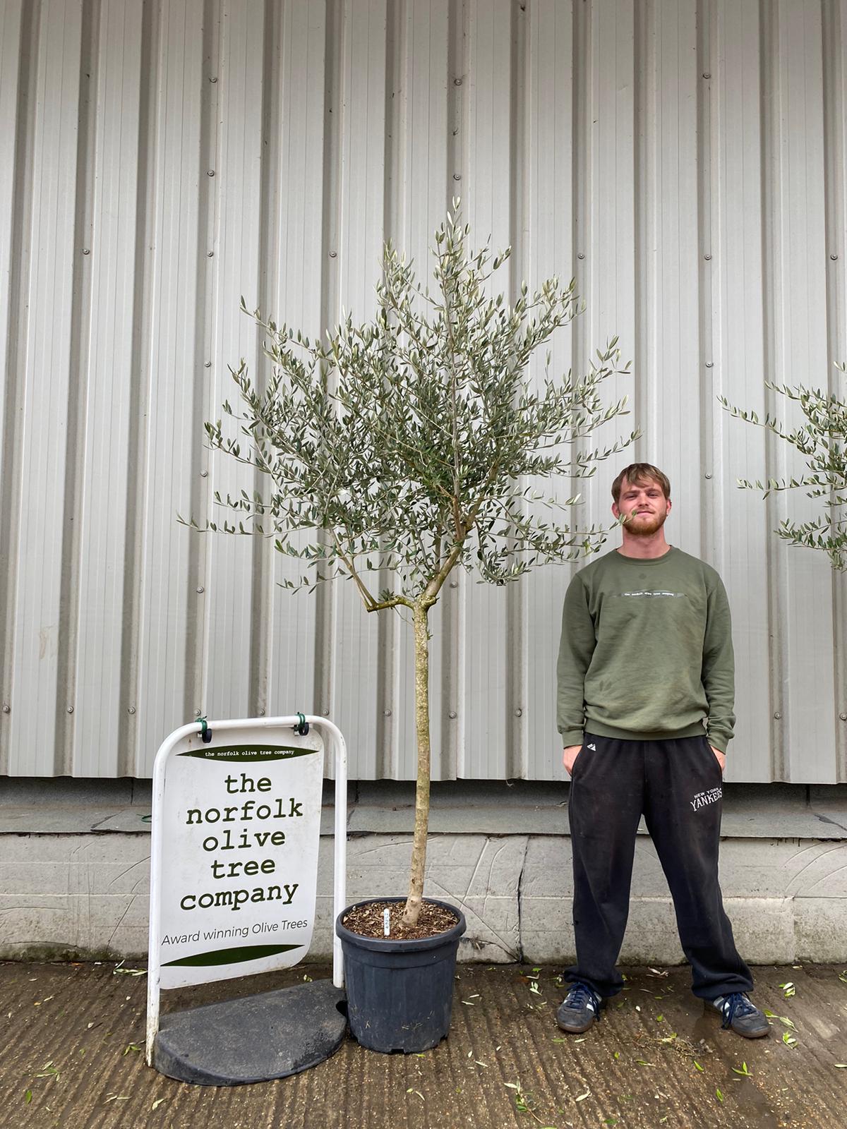 Tuscan Olive tree delivery included. - The Norfolk Olive Tree Company