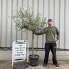 Recent arrivals - The Norfolk Olive Tree Company