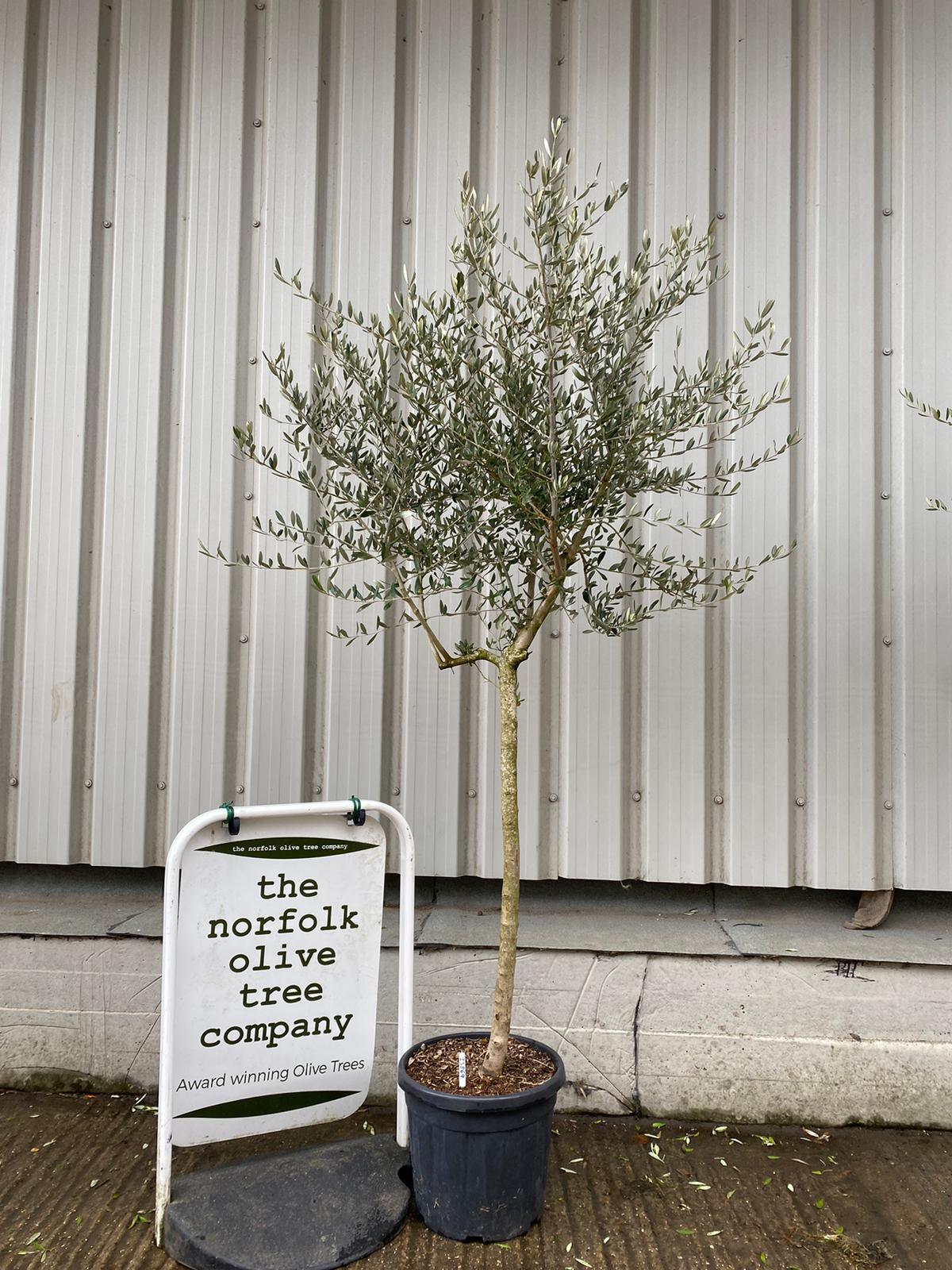 Tuscan Olive tree delivery included. - The Norfolk Olive Tree Company
